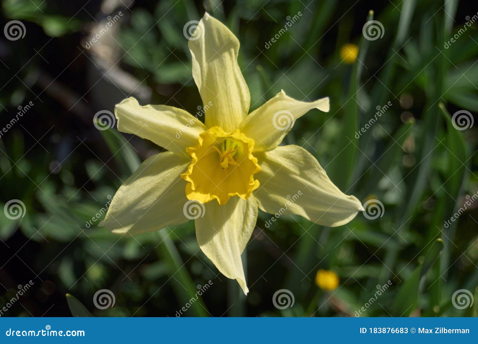 Sun Drop Yellow Blooming Flower, Top View, Soft Blurry Ground ...