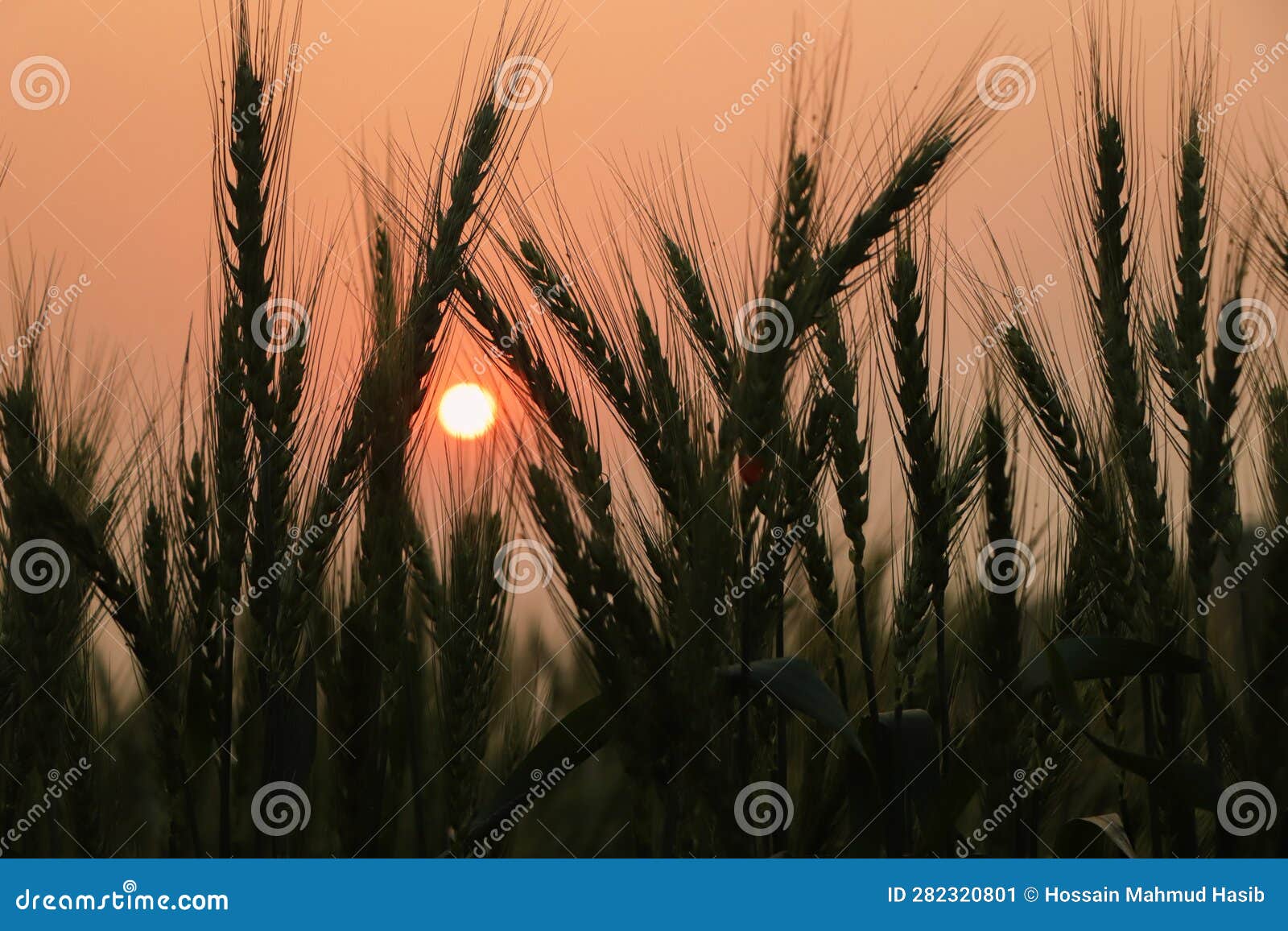 Sun is Drowning Over Wheat Field in Evening Stock Image - Image of ...