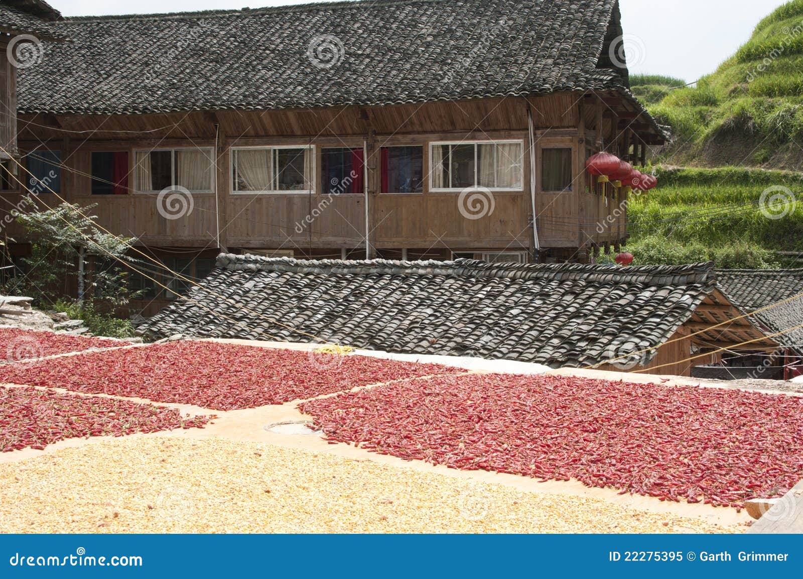 Sun drying chillies stock image. Image of outdoors, spices - 22275395