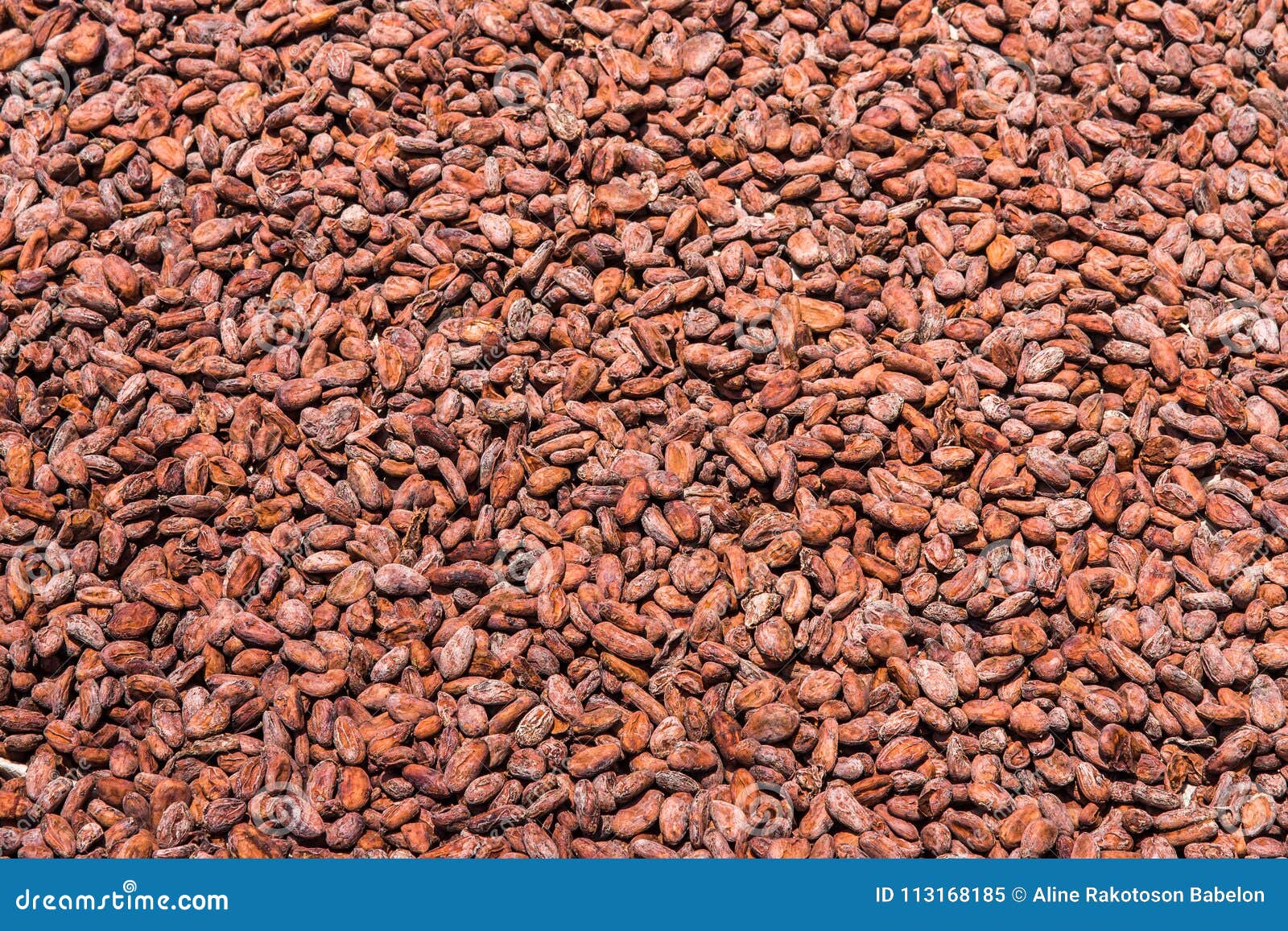Cocoa beans stock image. Image of madagascar, drying - 113168185