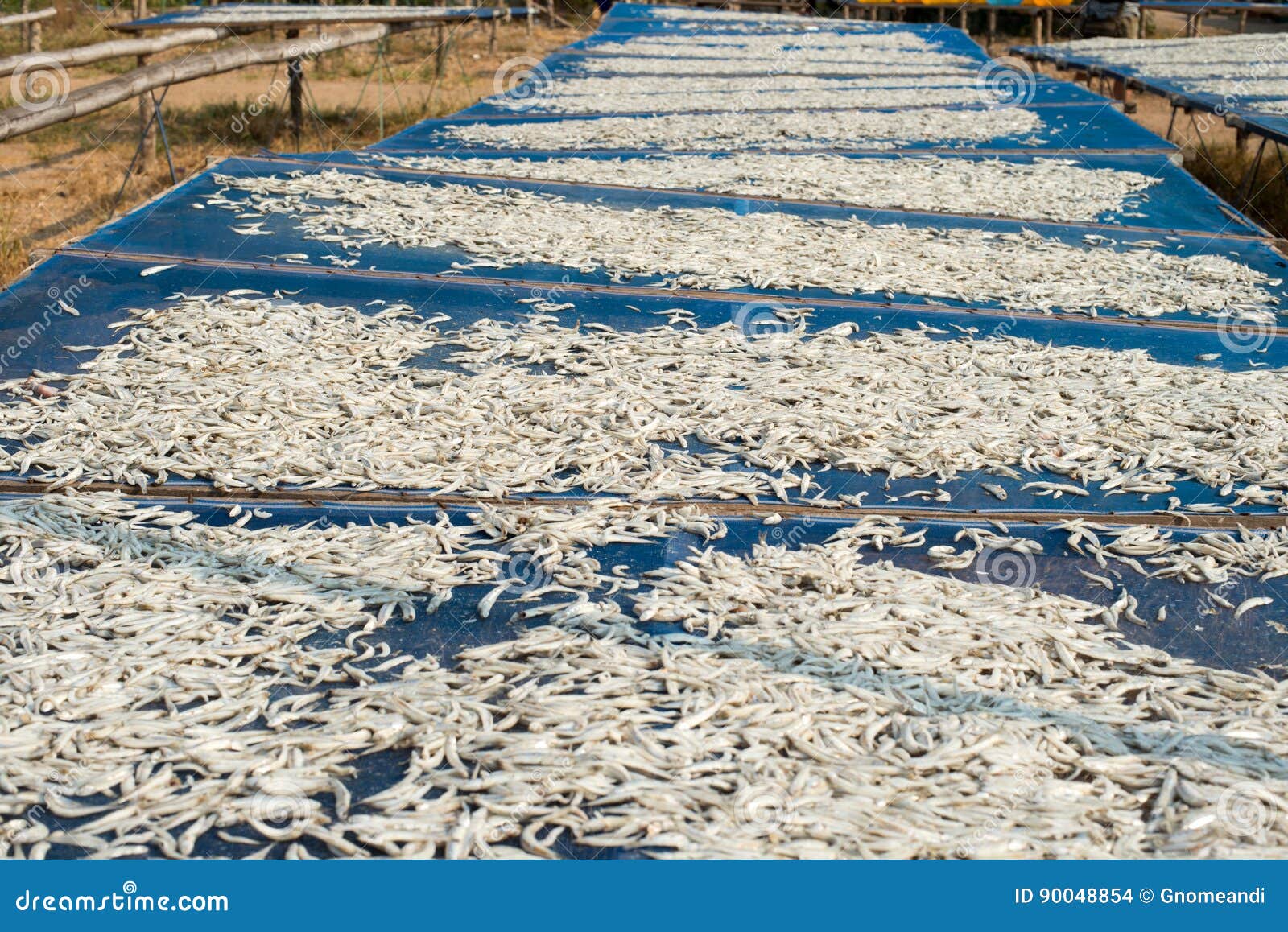 Sun drying fish stock photo. Image of outdoor, anchovy - 90048854