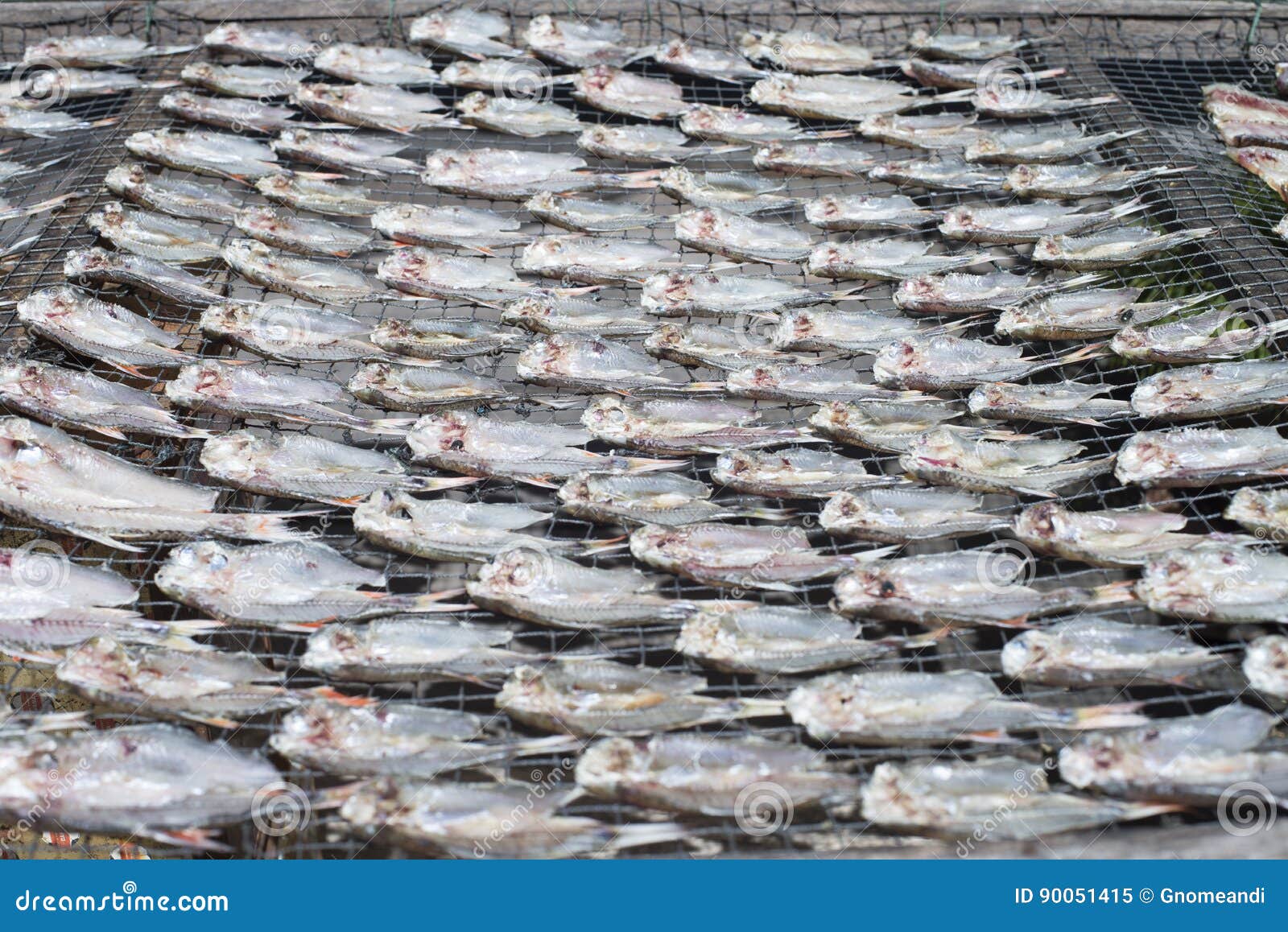 Sun drying fish stock image. Image of seafood, small - 90051415