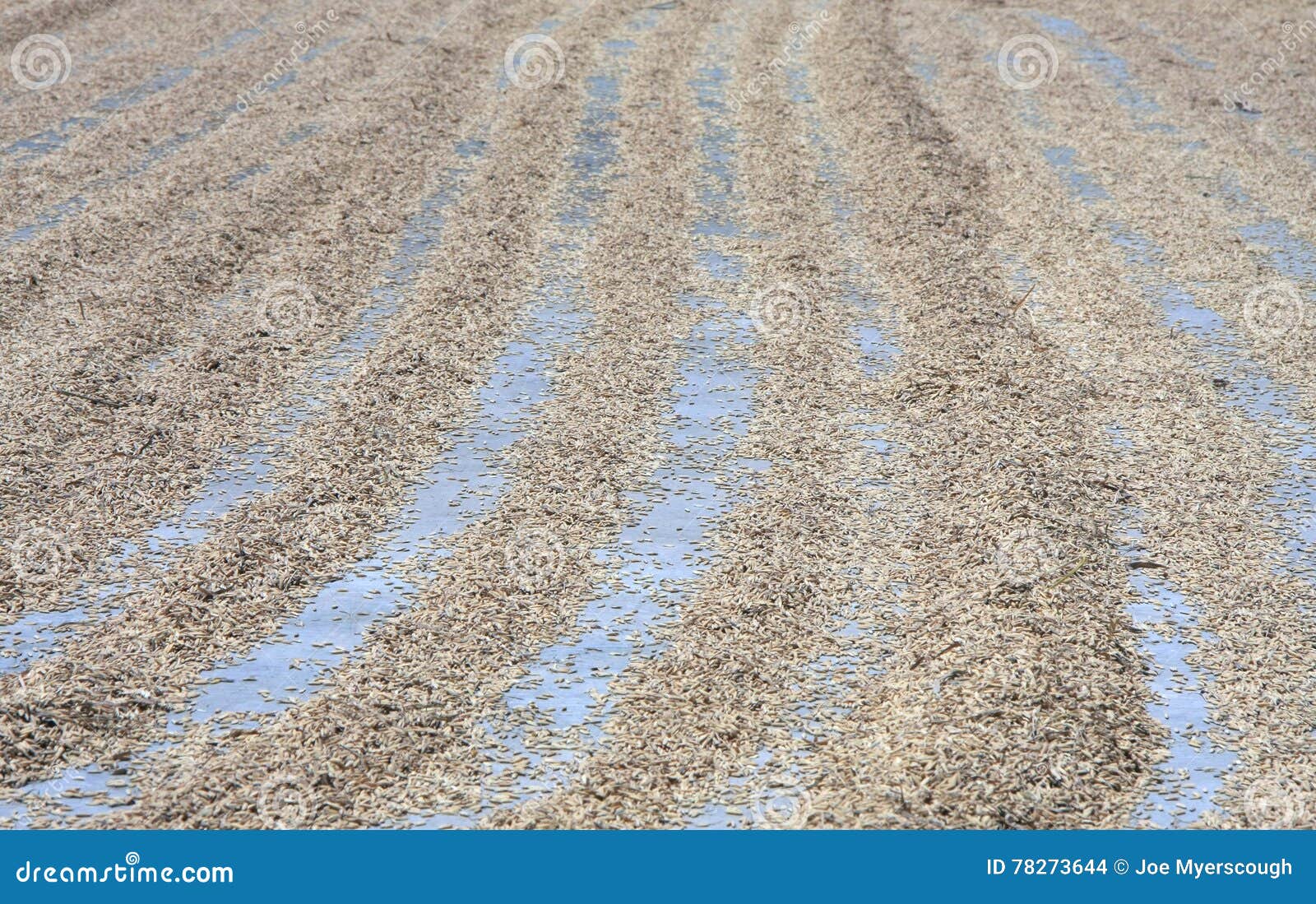 Sun Drying Seed/grain Texture in Rows Stock Photo - Image of food ...