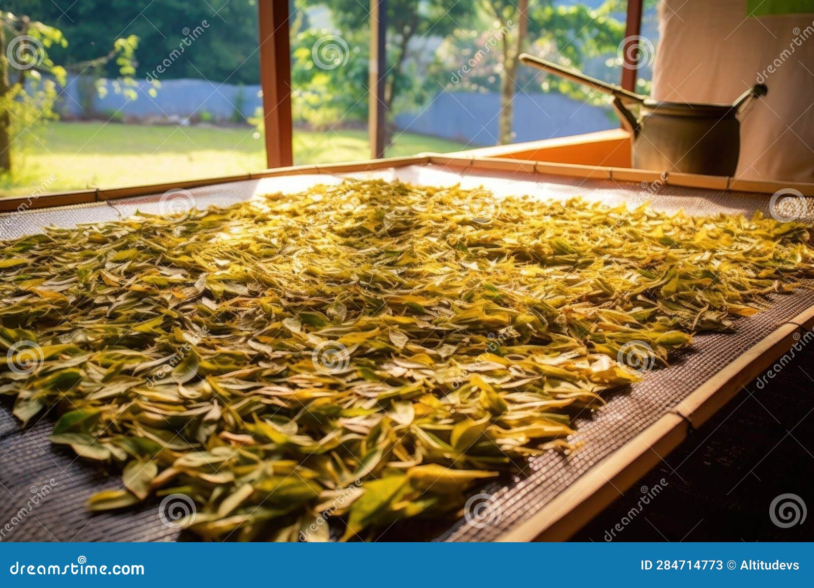 Sun-drying Tea Leaves on a Large Woven Mat Stock Image - Image of generative, cultivation: 284714773