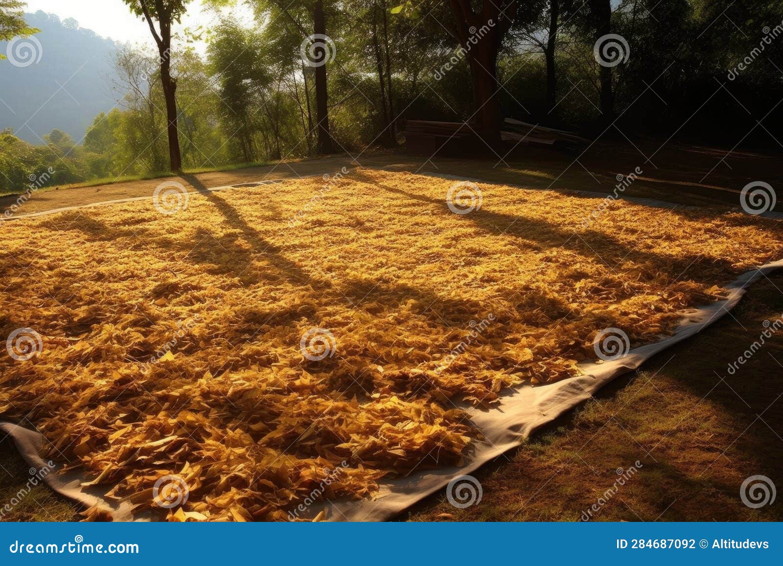 Sun-drying Tea Leaves Spread on a Large Mat Outdoors Stock Illustration ...