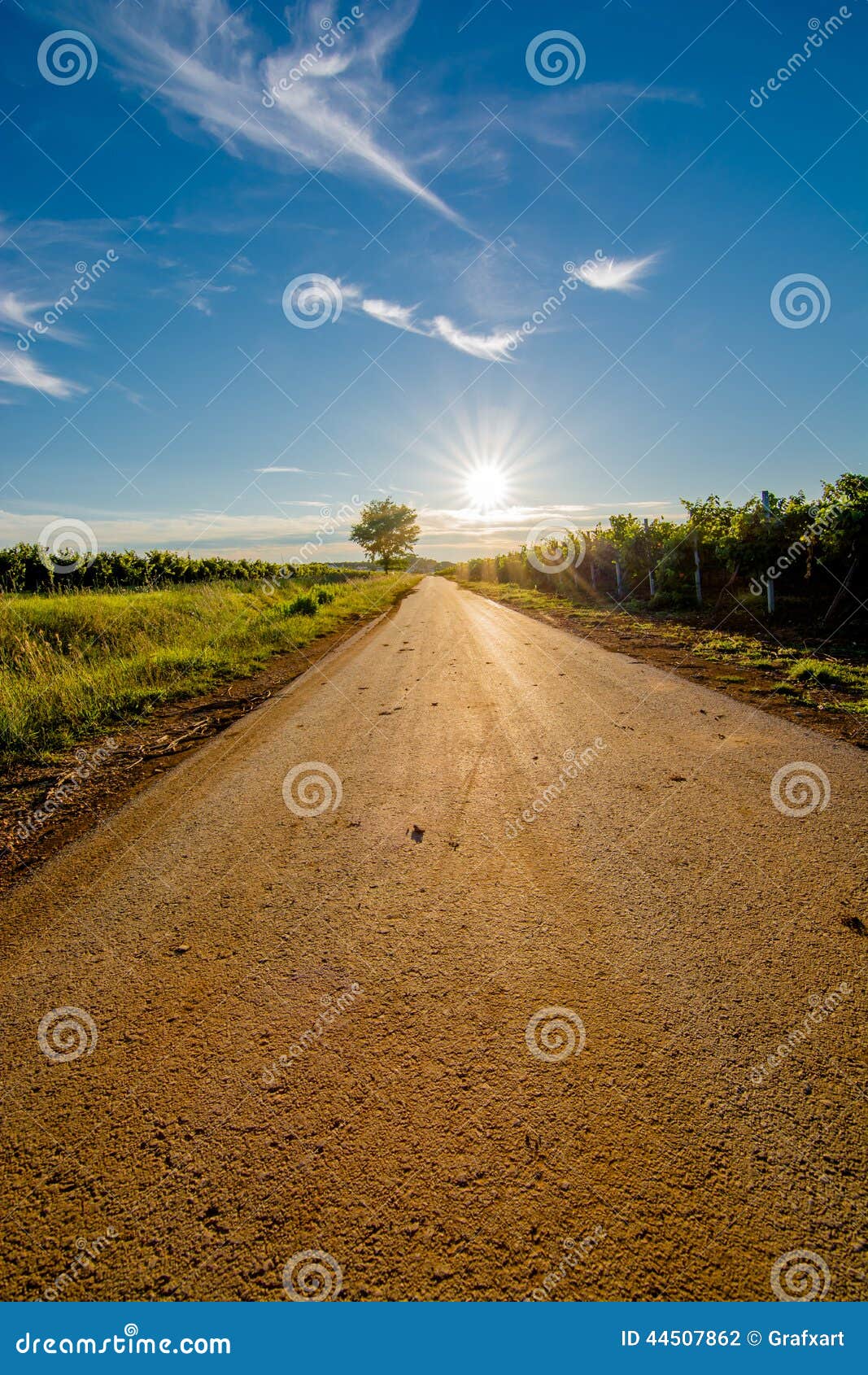 Sun at the End of a Deserted Road with Tree Stock Photo - Image of ...