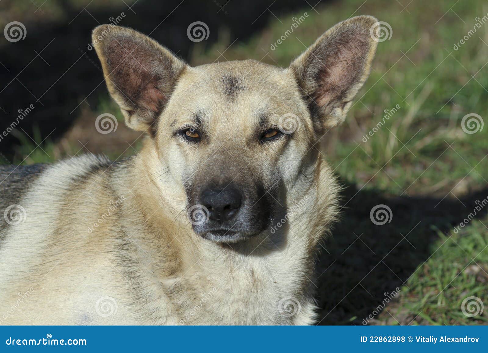 Sun et chien photo stock. Image du soleil, butoir, joie - 22862898