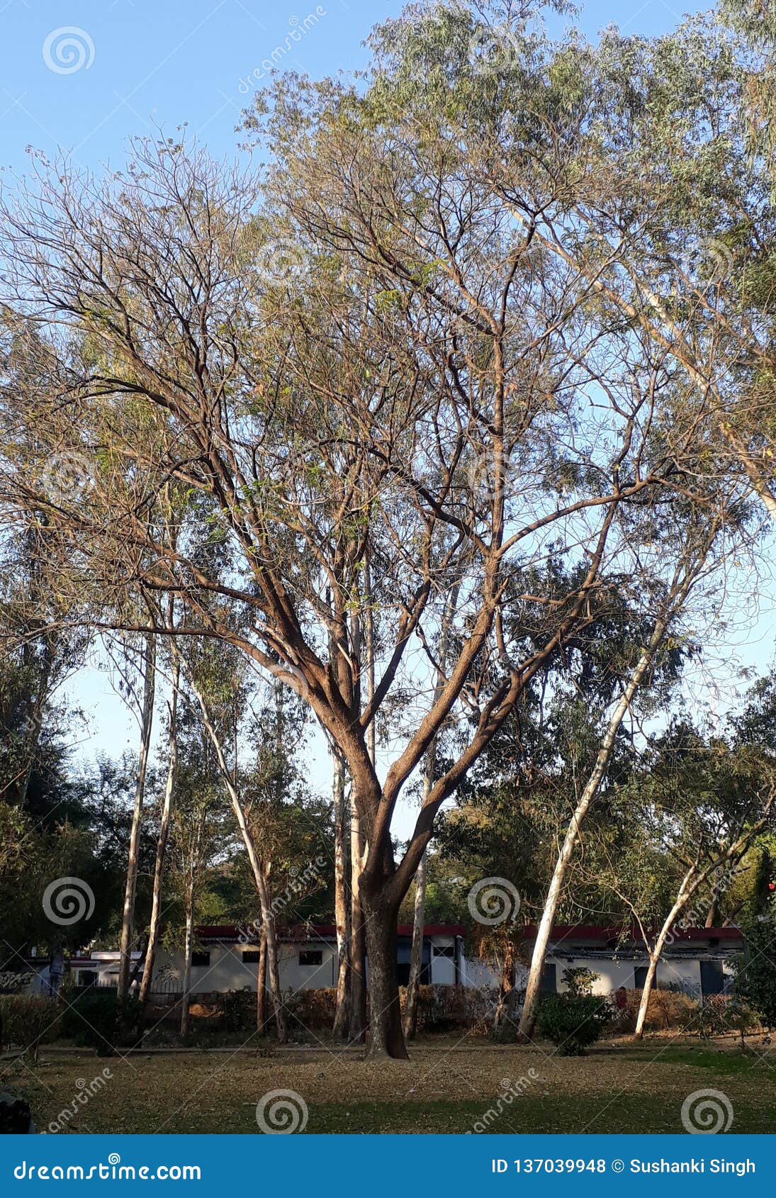 Sun faces autumn trees stock photo. Image of warm, faces - 137039948
