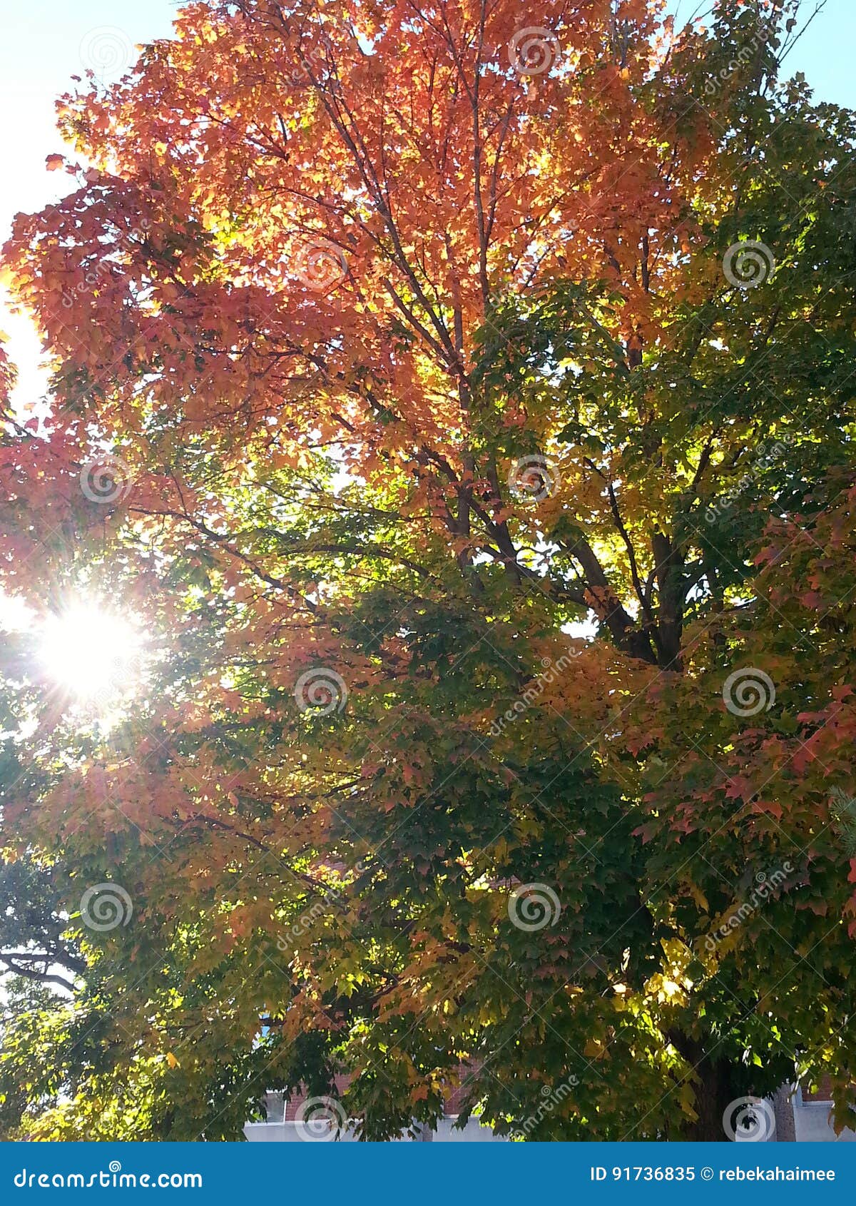 Sun through Fall Leaves stock image. Image of glow, green - 91736835