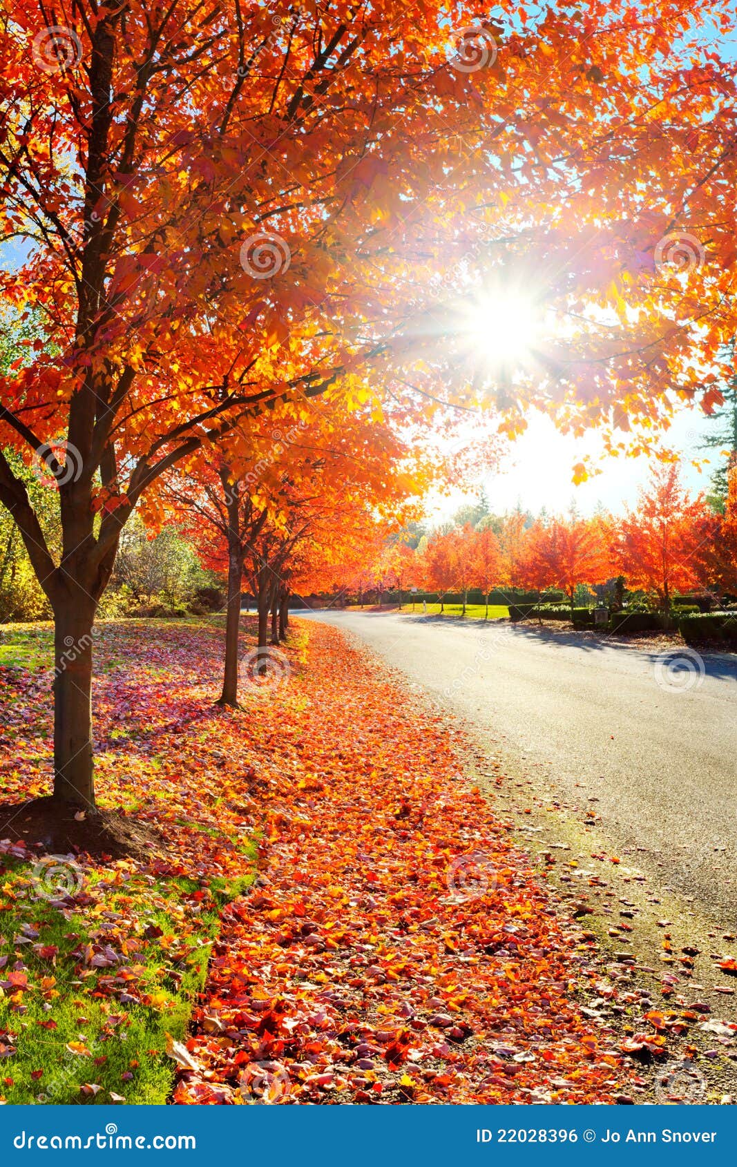 Sun through Fall Maple Leaves Stock Photo - Image of tree, road: 22028396