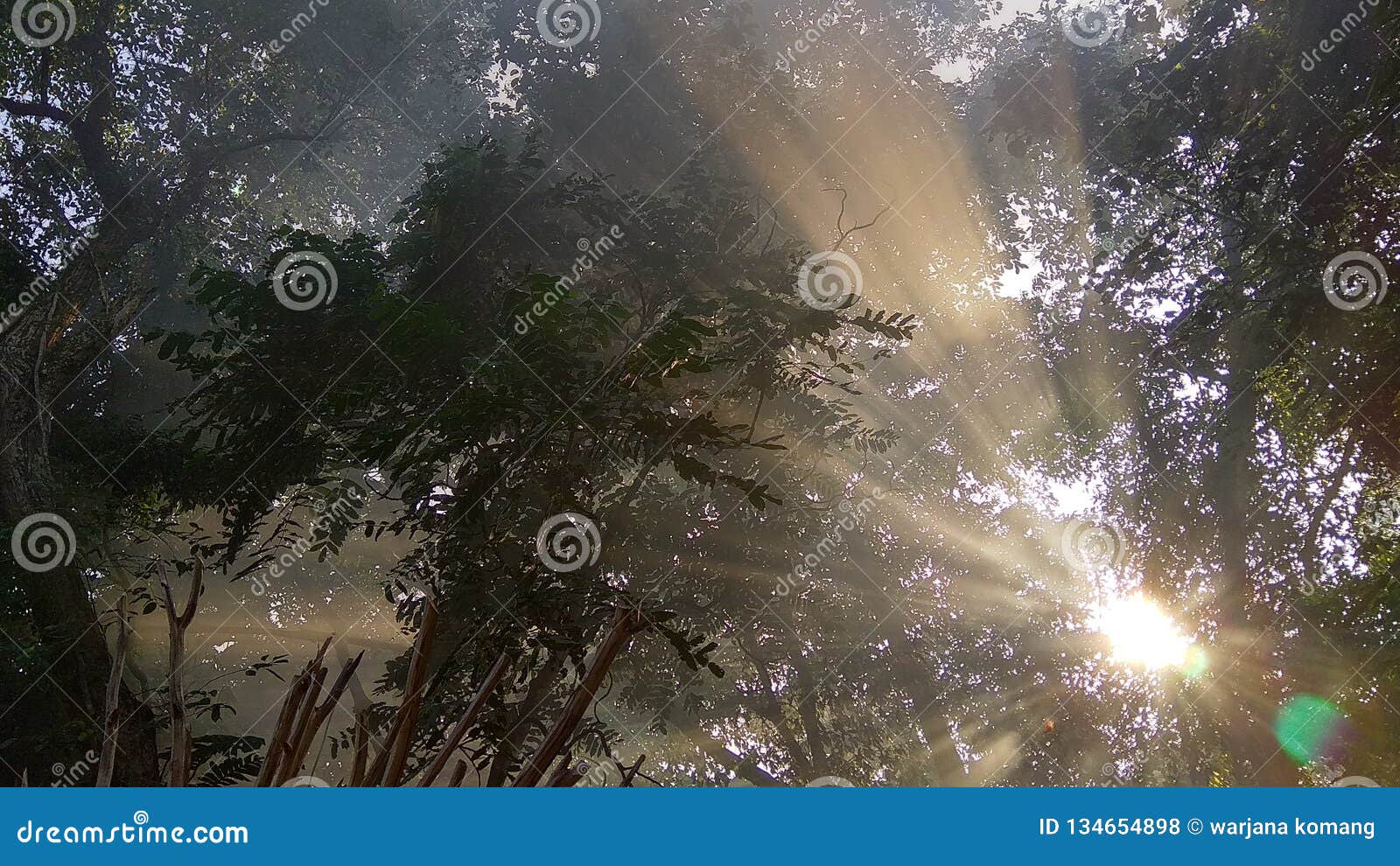The sun stock photo. Image of forest, morning, waterfall - 134654898