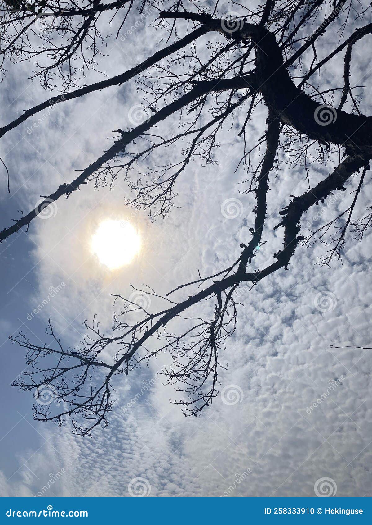 Fierce Sun Tree Tree Shadow Cloud Stock Photo - Image of flower, shadow ...