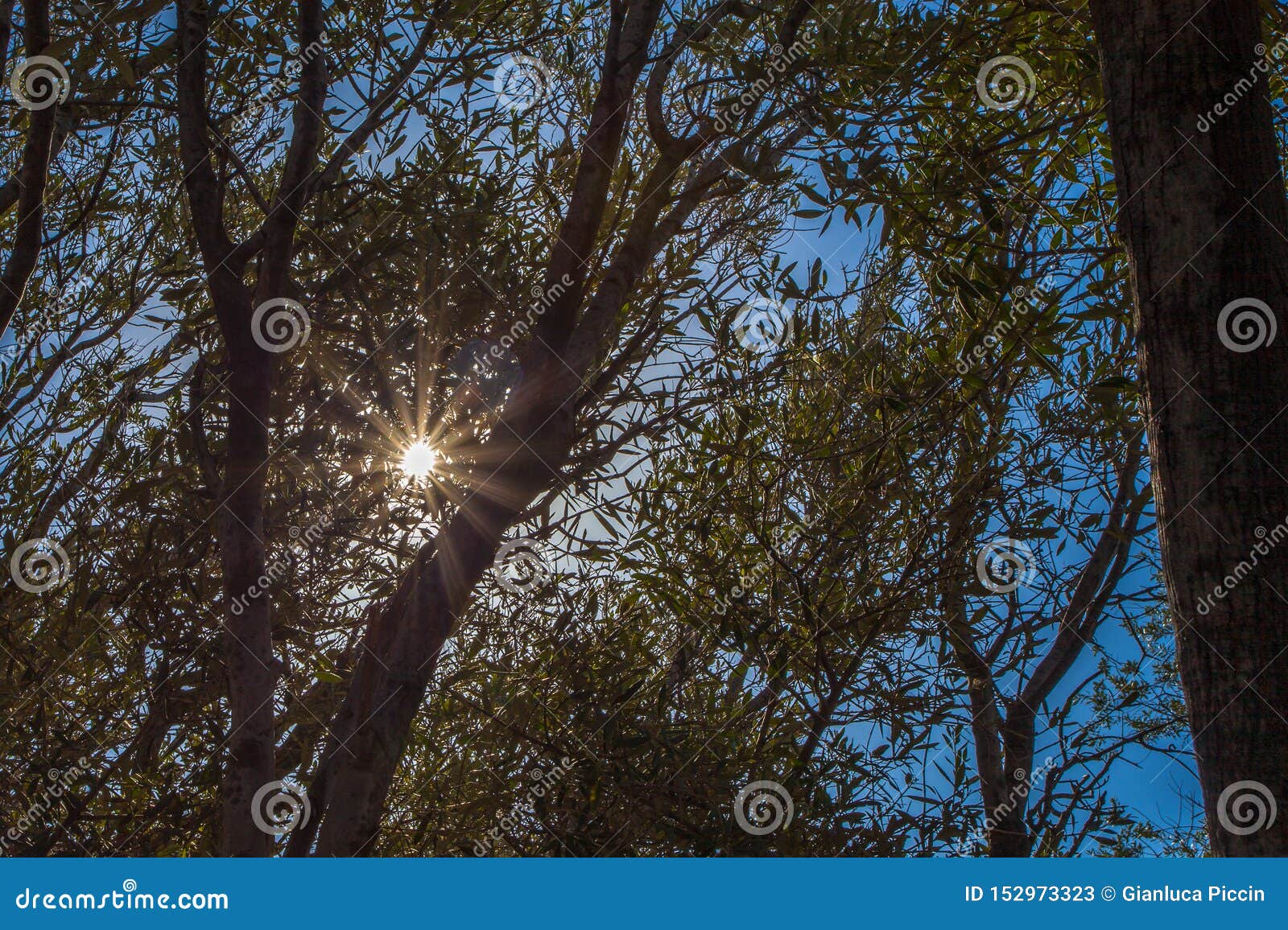 Sun Filtering through the Tree Tops Stock Image - Image of green, fresh ...