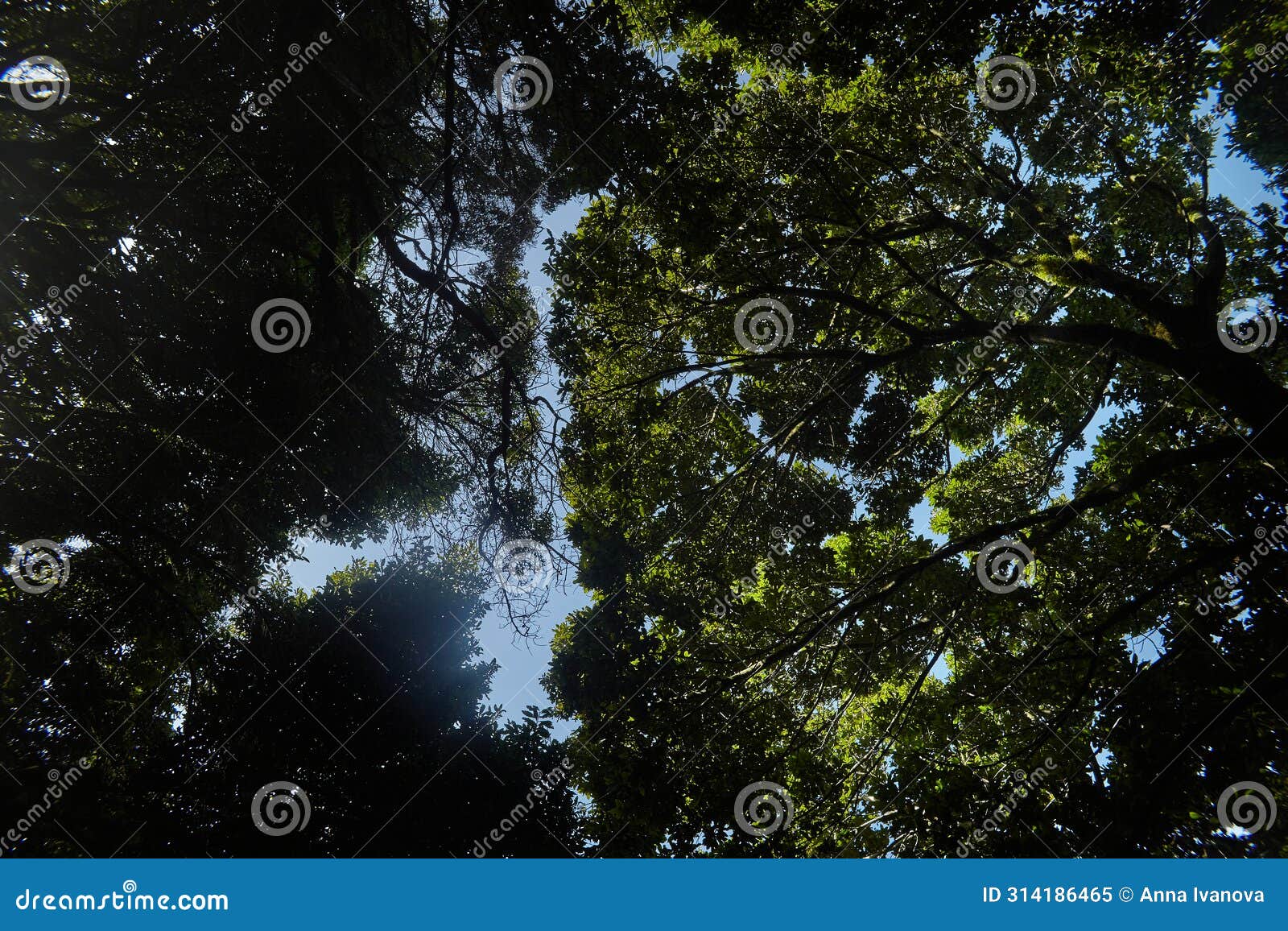 Sun Filtering through the Verdant Canopy of Towering Trees in a Dense ...
