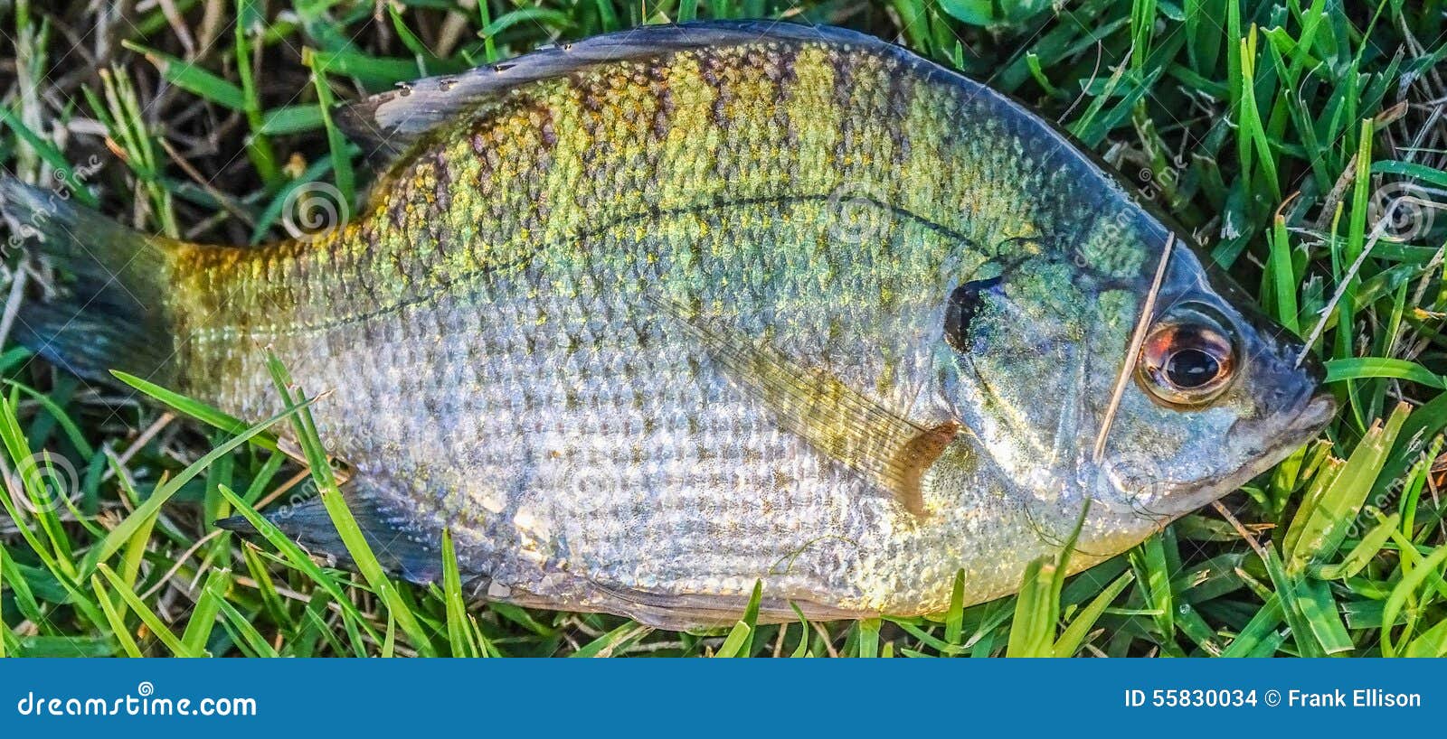 Sun fish stock photo. Image of fish, lake, laying, fishing - 55830034