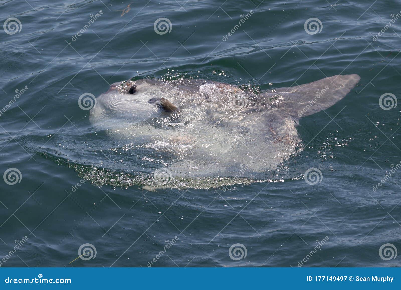 Sun Fish Soaking in Sun on Surface of Ocean Stock Image - Image of ...
