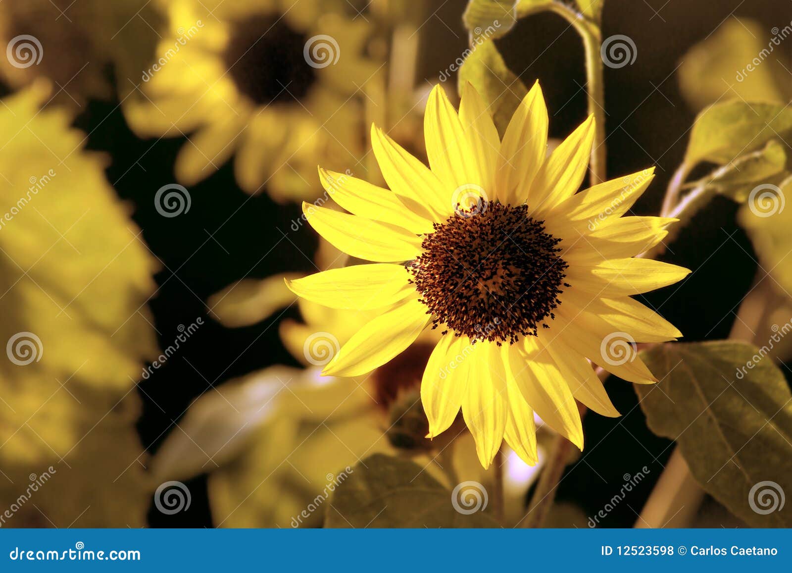 Sun-Flower stock photo. Image of growing, growth, botanical - 12523598
