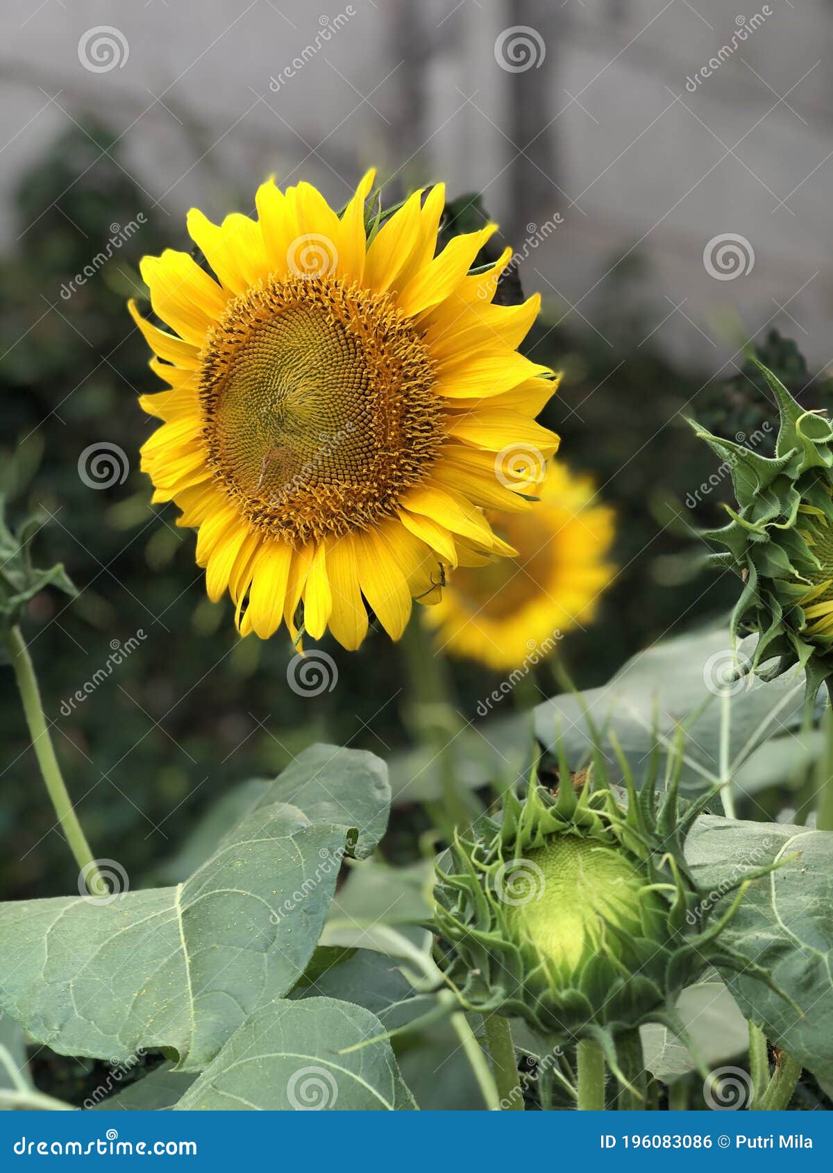 Sun Flower stock photo. Image of flower, beautiful, sunflowers - 196083086