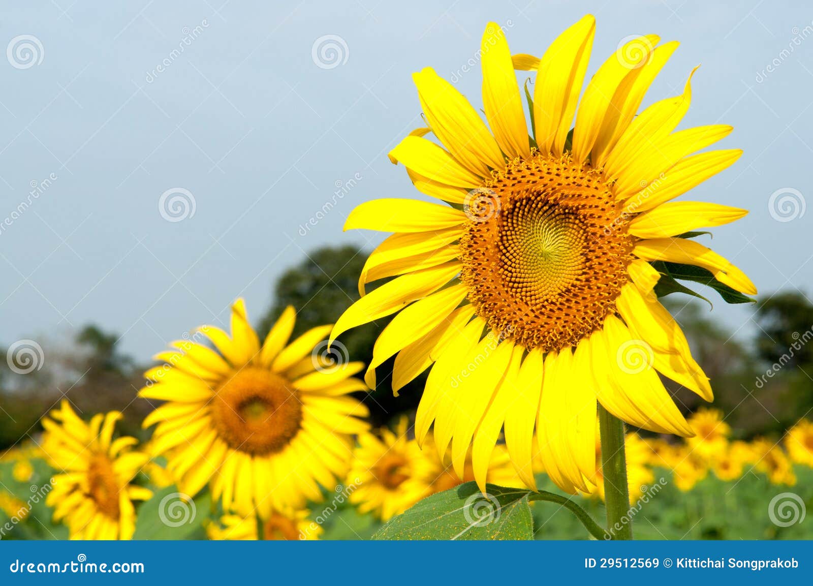 Sun flower blooming stock image. Image of landscape, green - 29512569