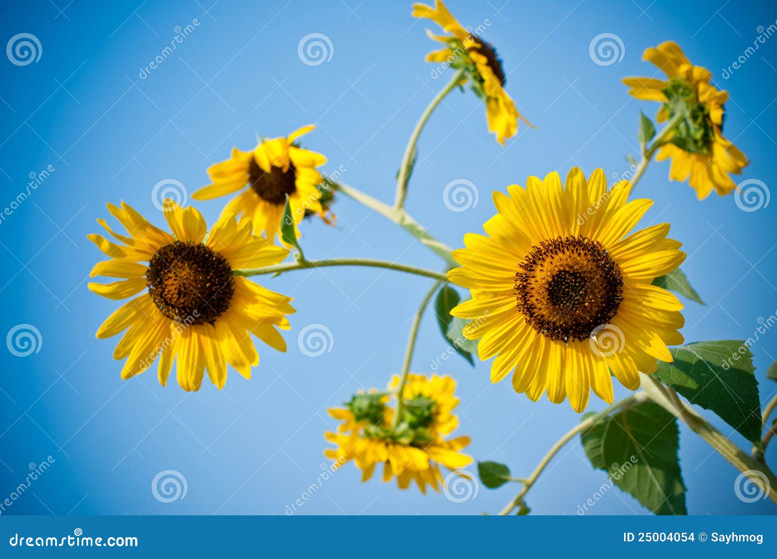 Sun flower and blue sky stock photo. Image of flora, bright - 25004054