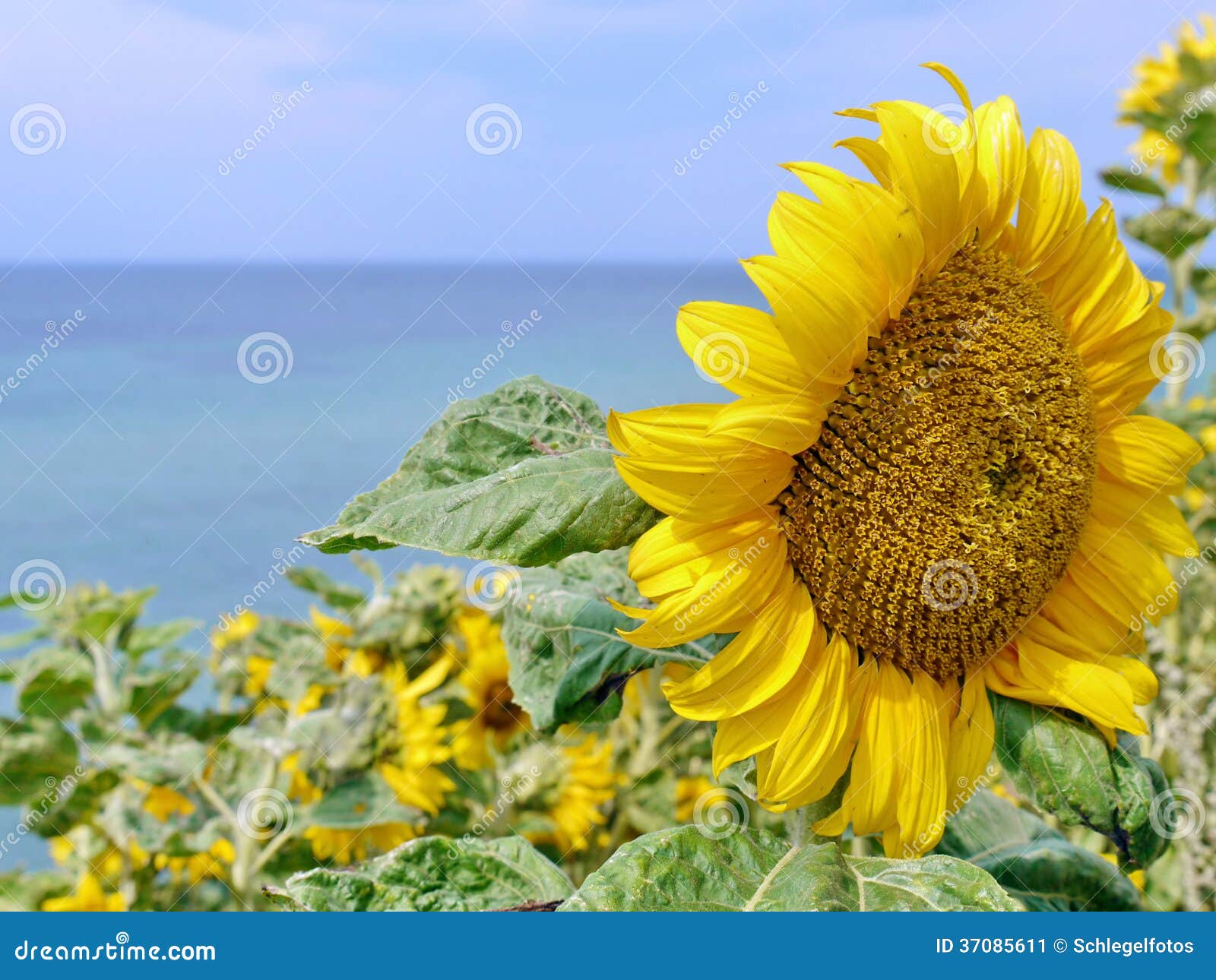 Sun flower on blue sky stock image. Image of flower, spring - 37085611