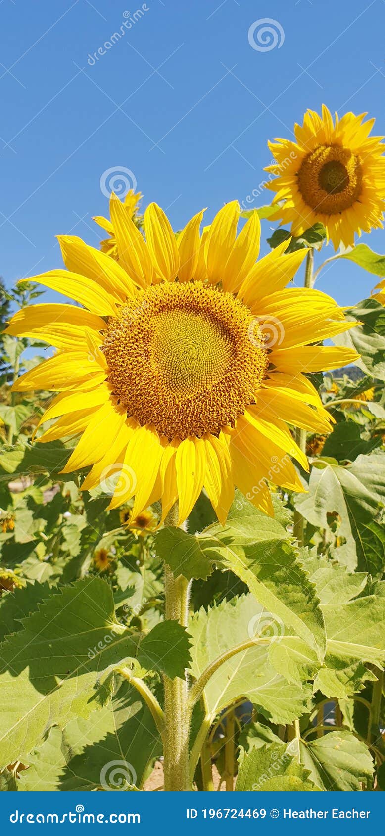 Bowan Basin Stock Photos - Free & Royalty-Free Stock Photos from Dreamstime