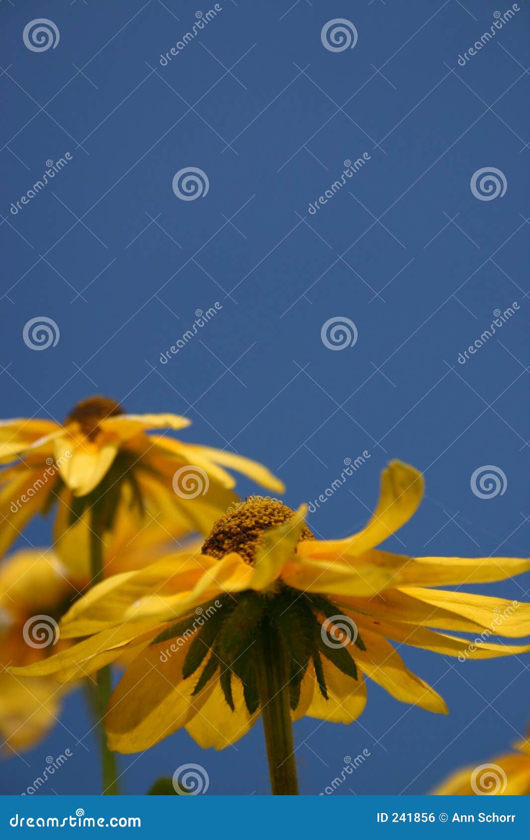 Sun Flower - a Bug s View stock photo. Image of petals - 241856