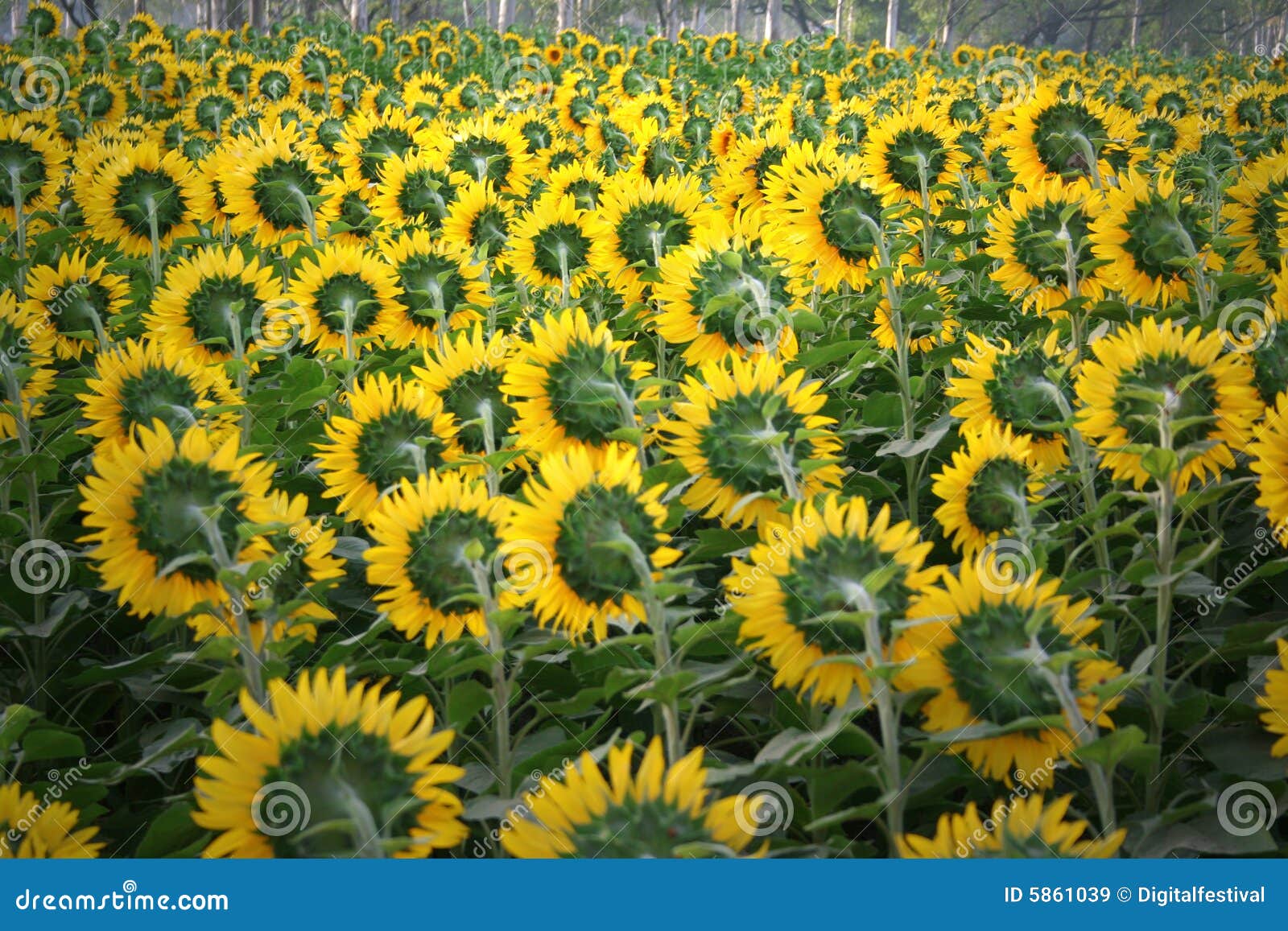 Sun Flower Cultivation, North India Stock Image - Image of asia ...