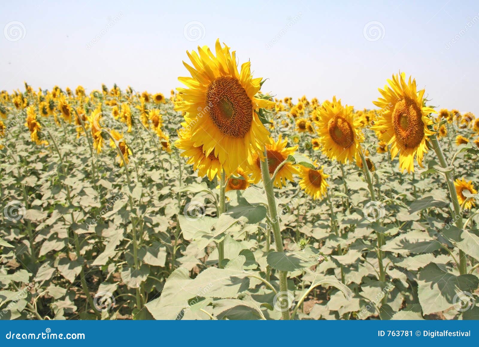Sun Flower Farming and Seed Industry Stock Image - Image of farm ...