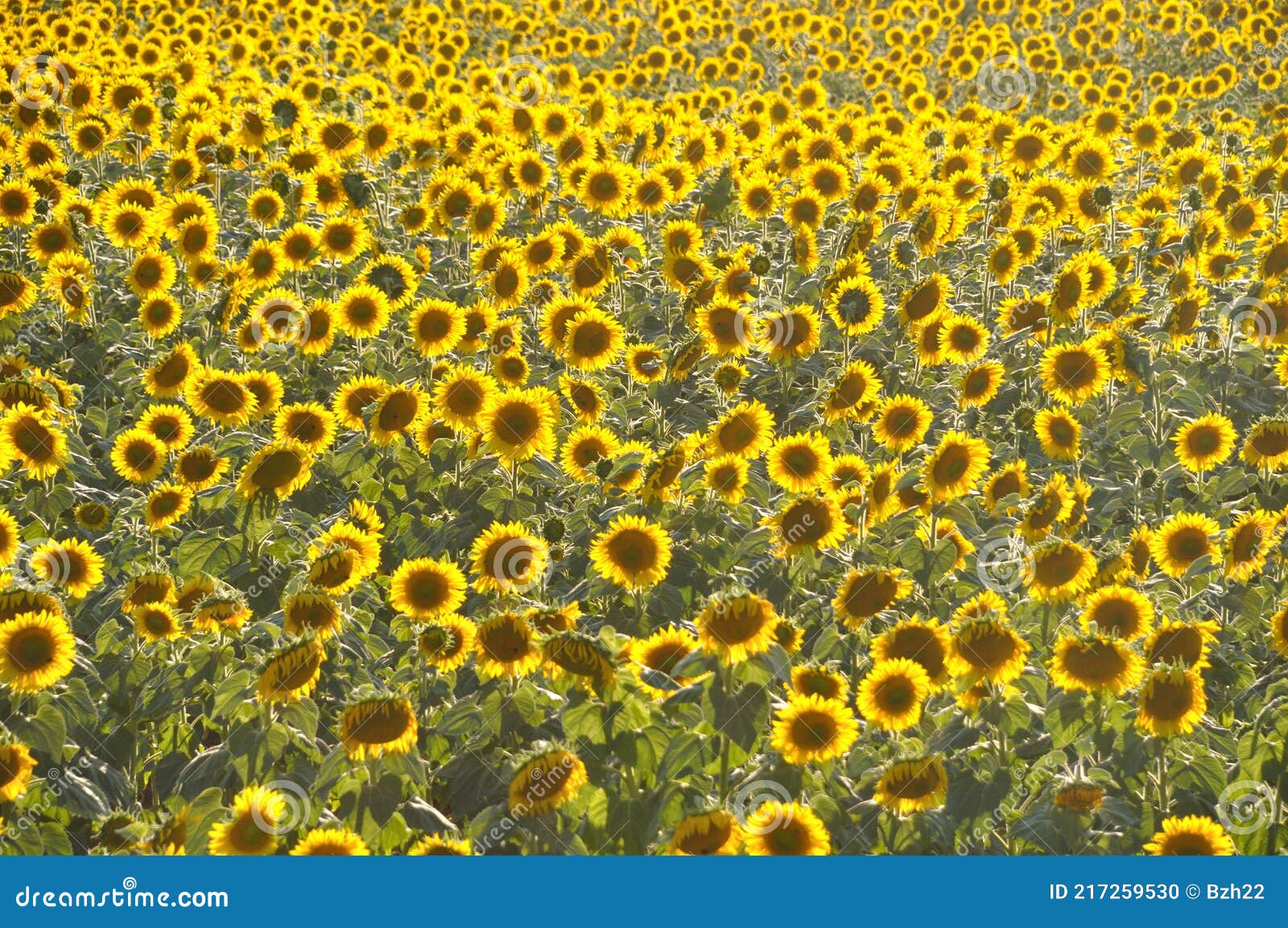 Sun flower field stock photo. Image of crop, season - 217259530