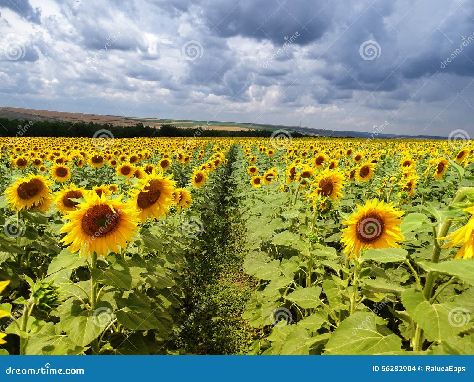 Sun flower field in Europe stock photo. Image of agriculture - 56282904