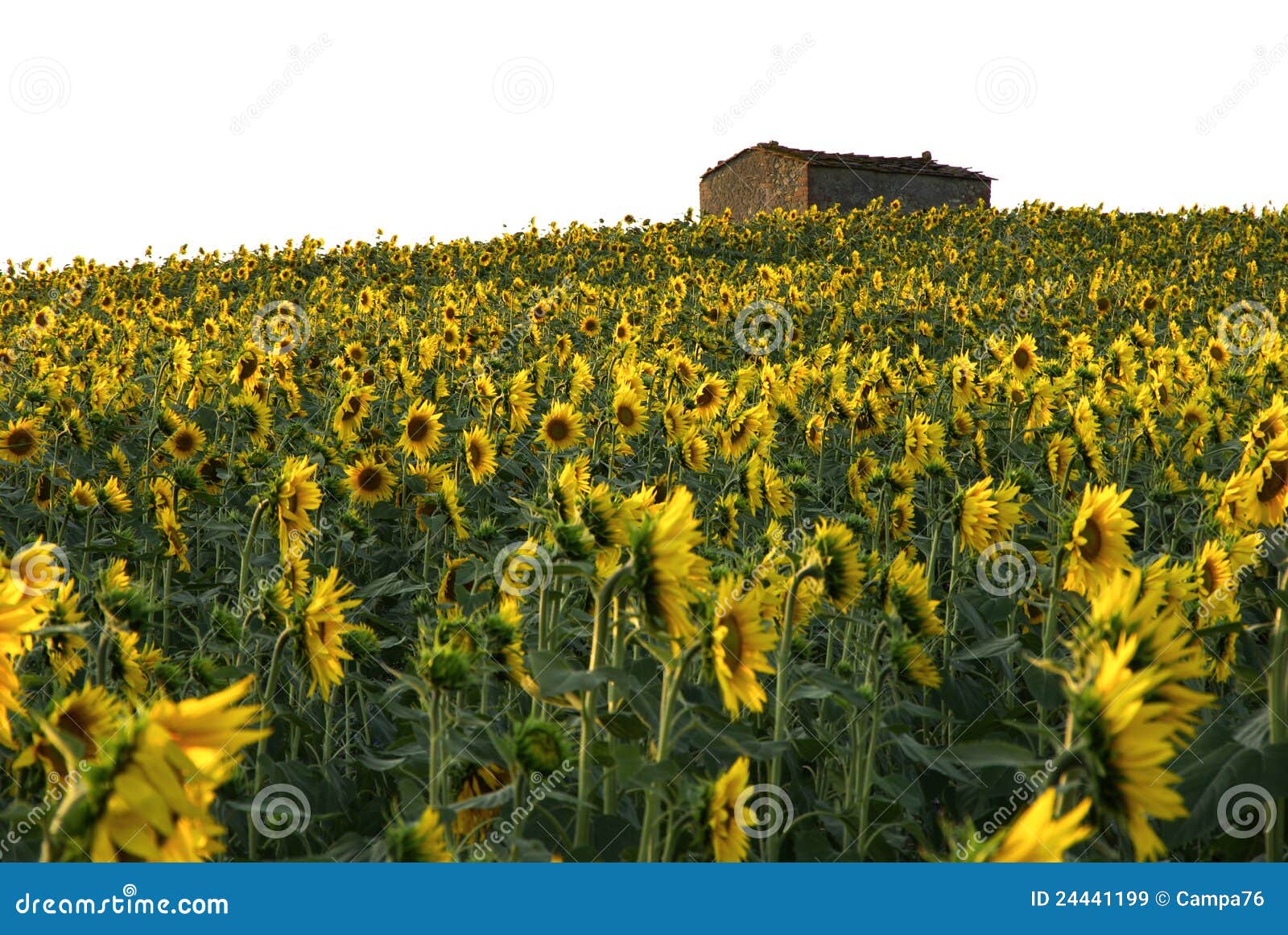 Sun flower field house stock image. Image of bright, growth - 24441199