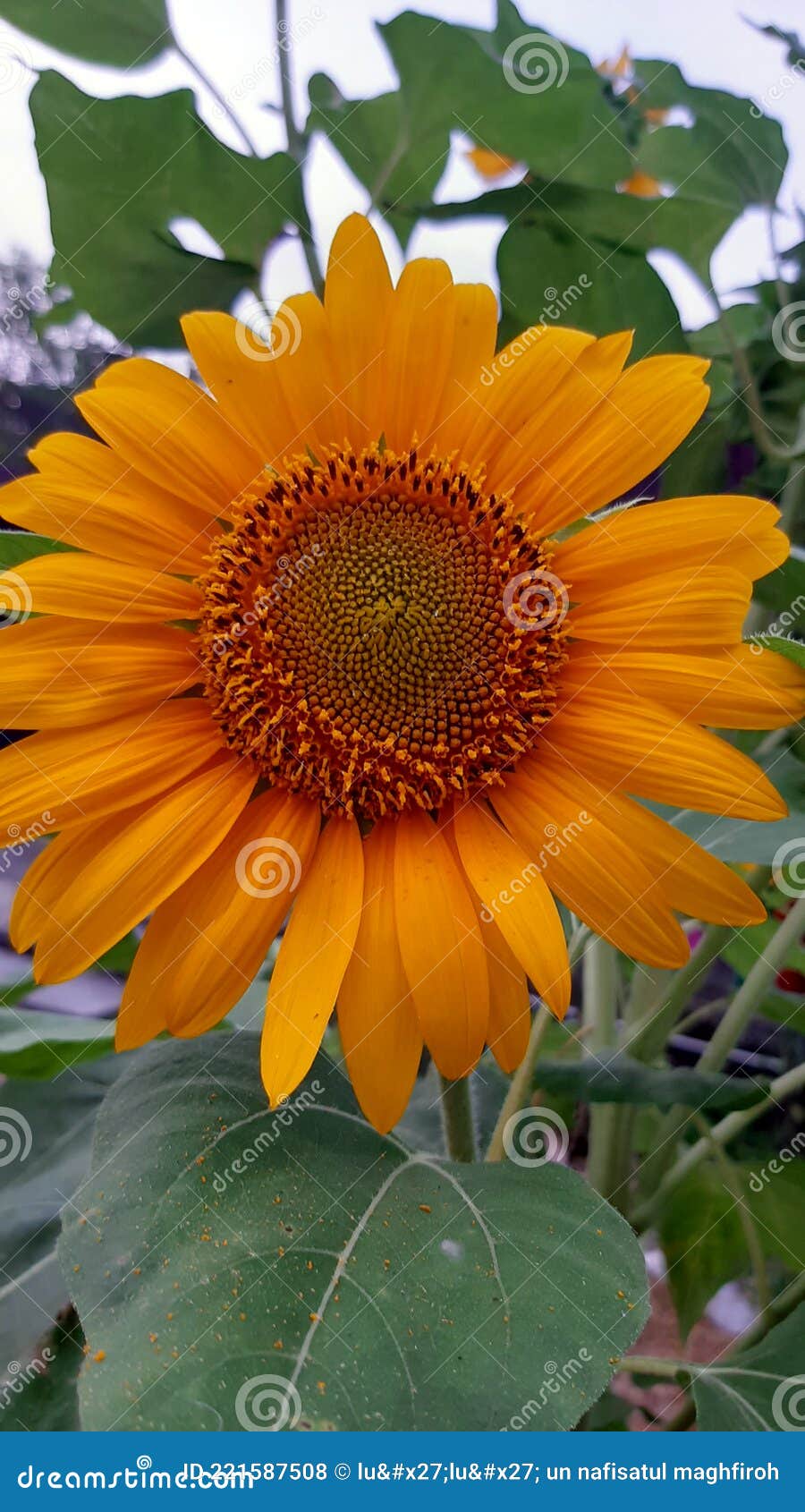 Sun Flower Just Sun Flower Look Like Beautiful Stock Photo - Image of ...