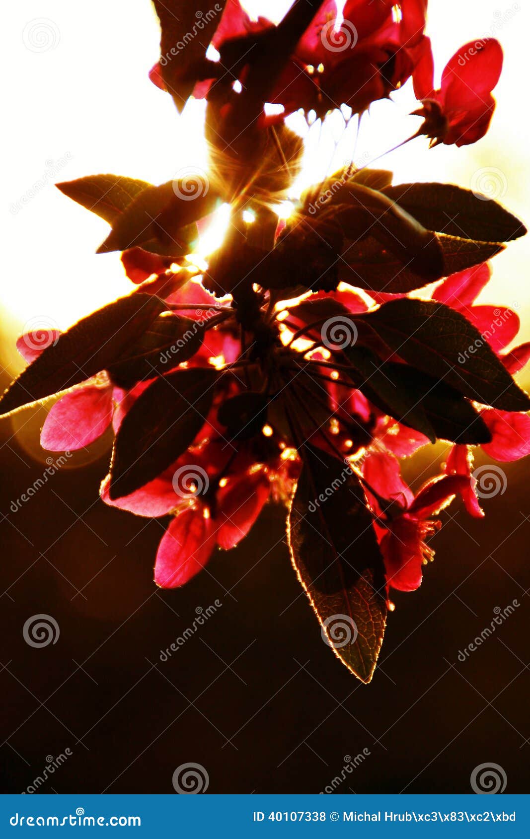 Sun flower stock photo. Image of sunset, flower, botanical - 40107338