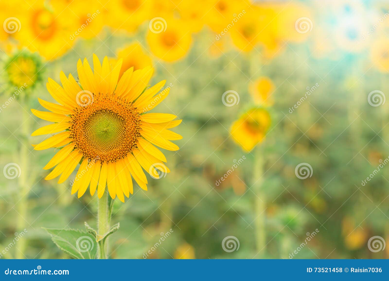23,933 Flower Success Stock Photos - Free & Royalty-Free Stock Photos ...