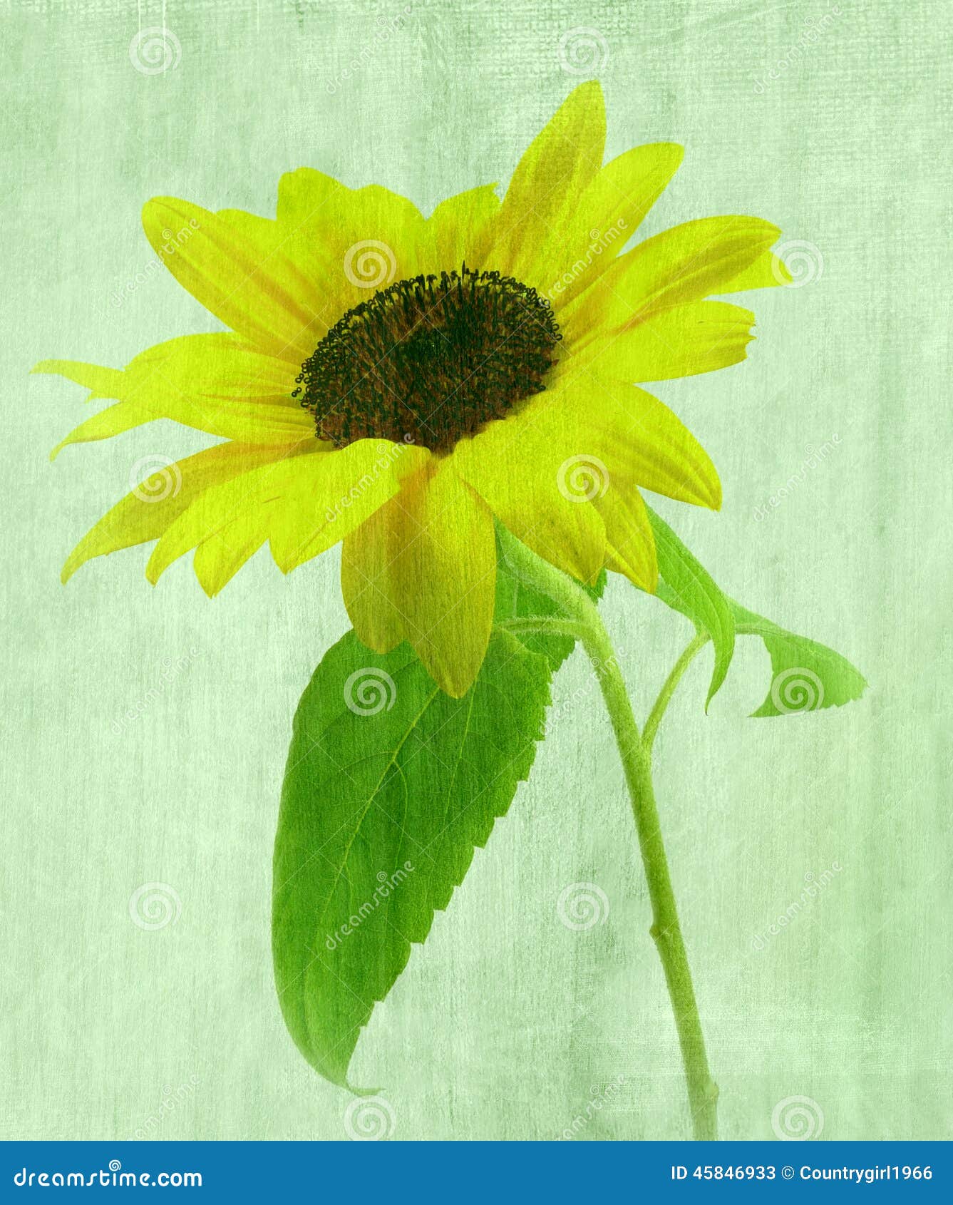 Sun flower stock image. Image of garden, plant, perennial - 45846933