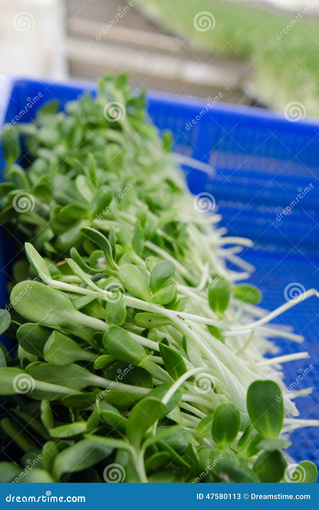 Sun flower sprout farm stock image. Image of sprout, fresh - 47580113