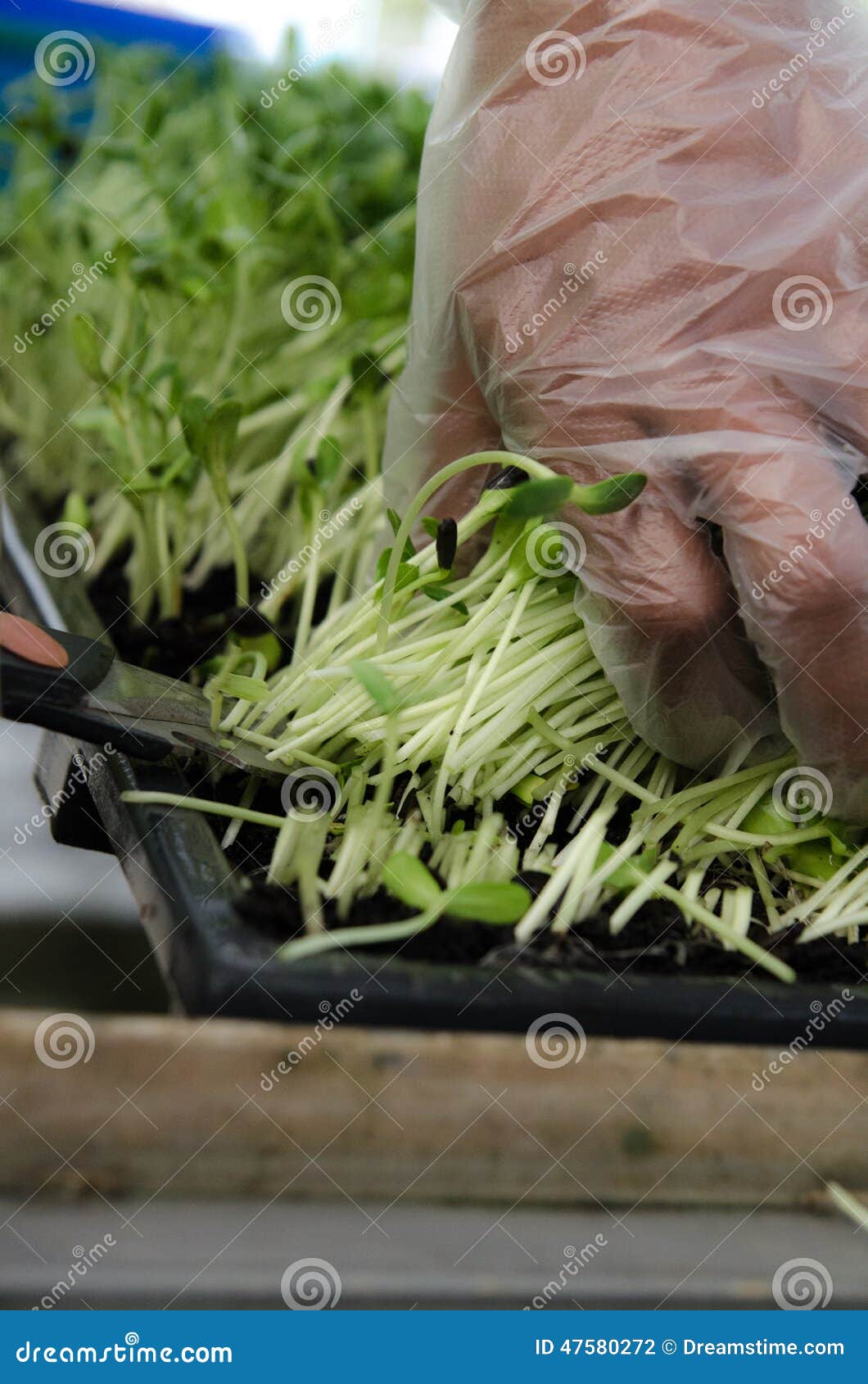 Sun flower sprout harvest stock photo. Image of cutting - 47580272