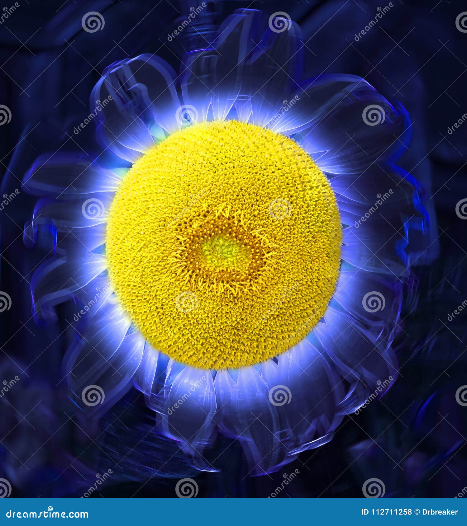 Sun Flower Storm on Black Background Stock Illustration - Illustration ...