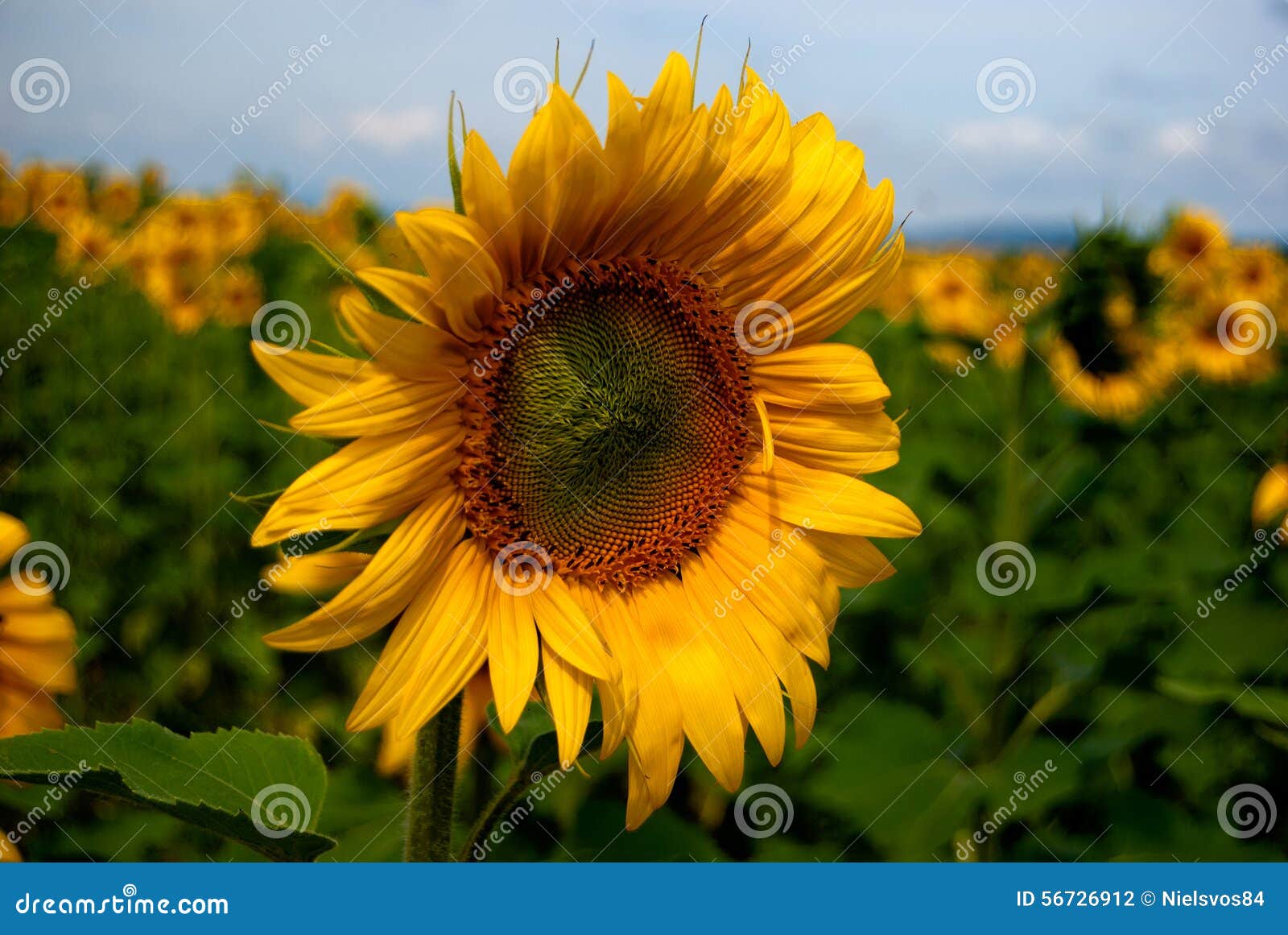 Sun flower sunbathing stock photo. Image of plant, helianthus - 56726912