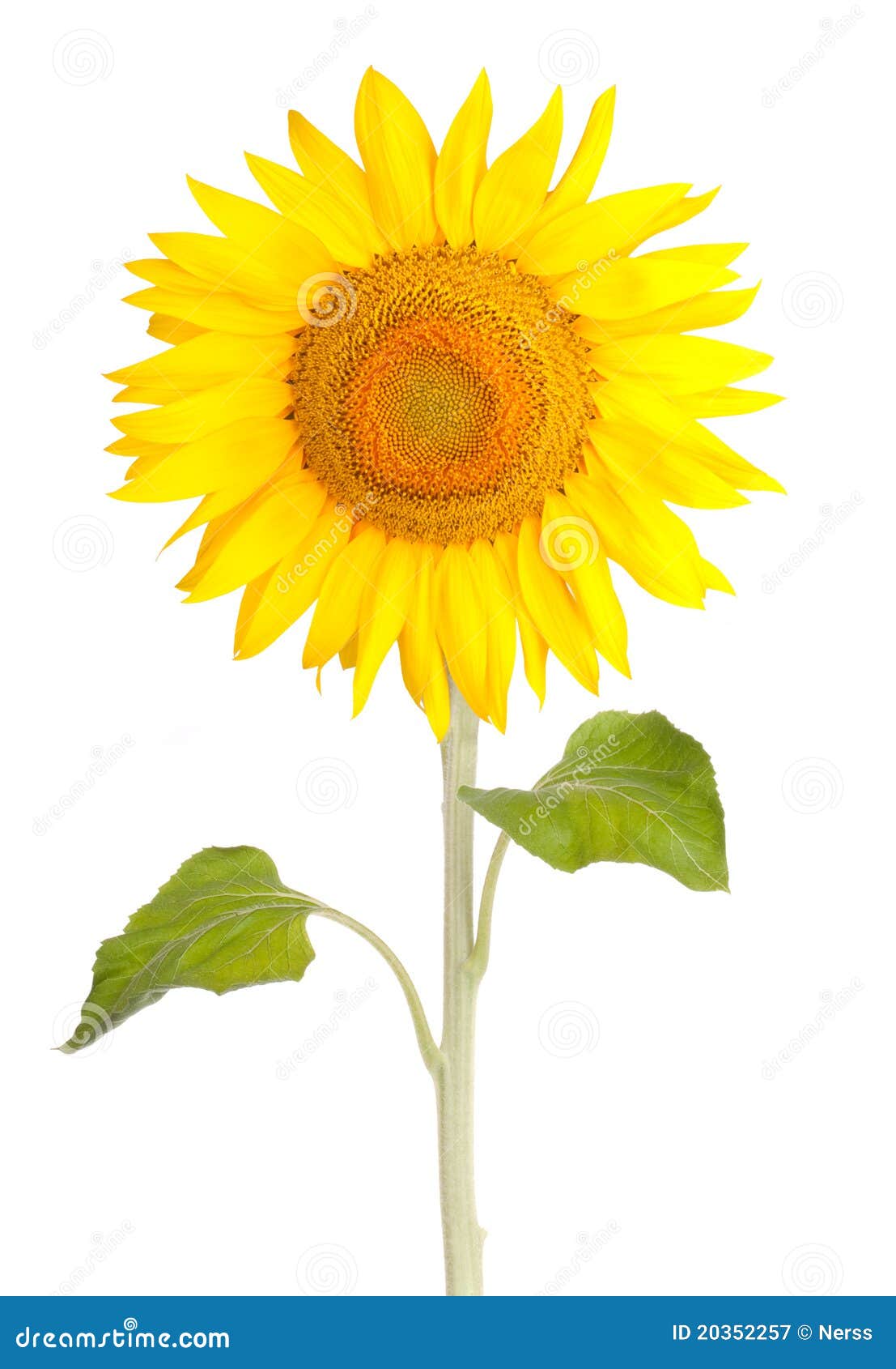 Sun flower sunflower stock image. Image of bright, seed - 20352257