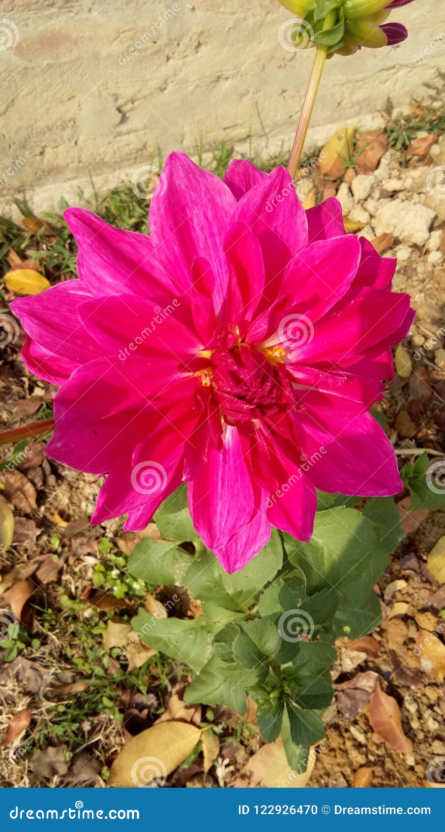 Sun flowers Assam stock photo. Image of sunflower, lovely - 122926470