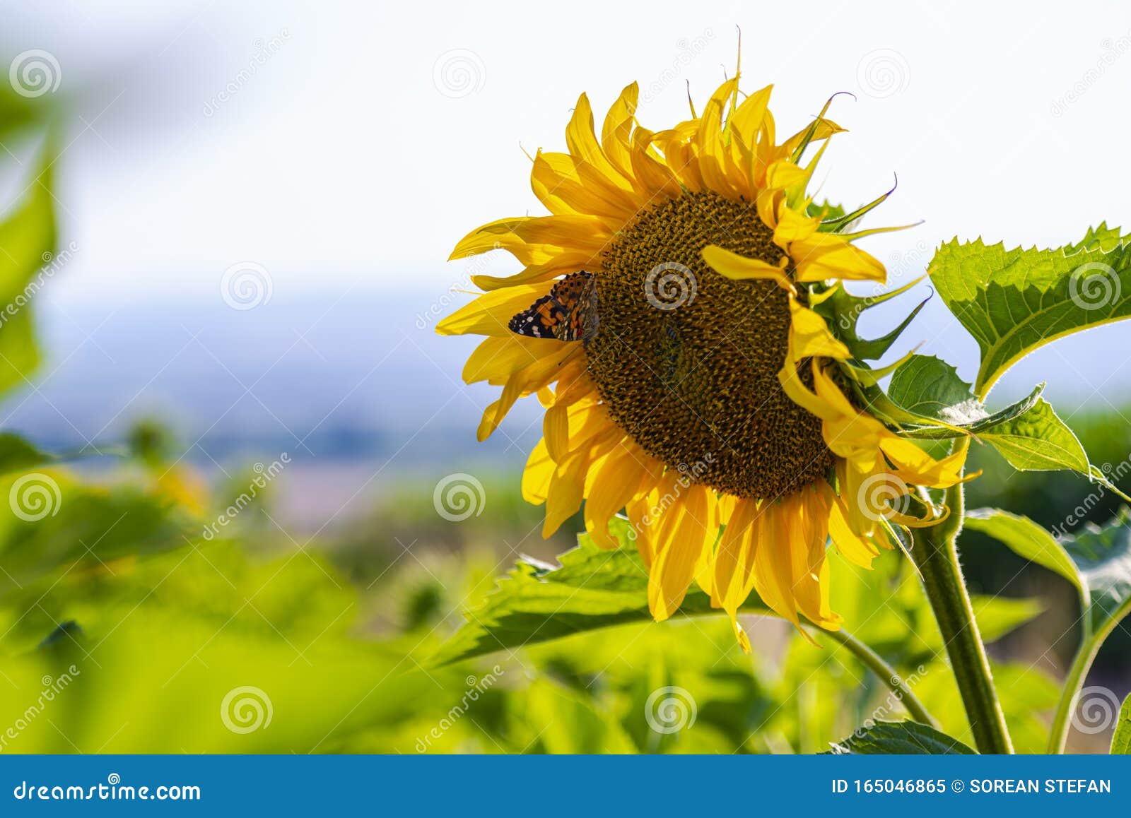 Sunflowers at the Springtime Stock Image - Image of meadow, outdoor ...
