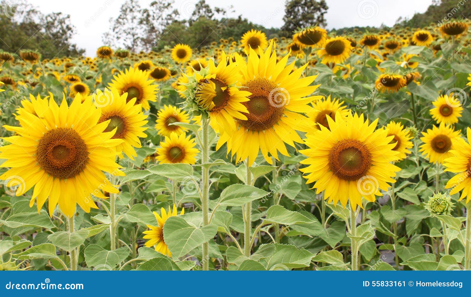 Sun flowers stock image. Image of meadow, rural, frayed - 55833161