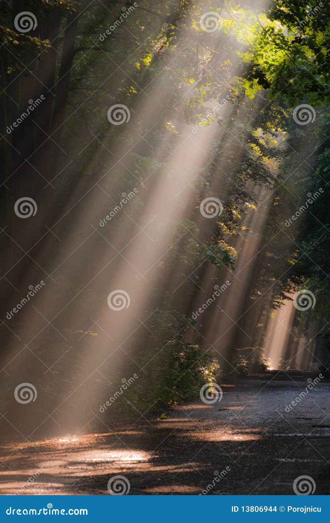 Sun fog in forest stock photo. Image of morning, landscape - 13806944