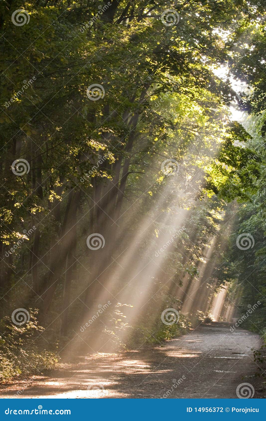Sun fog in forest stock photo. Image of tree, season - 14956372