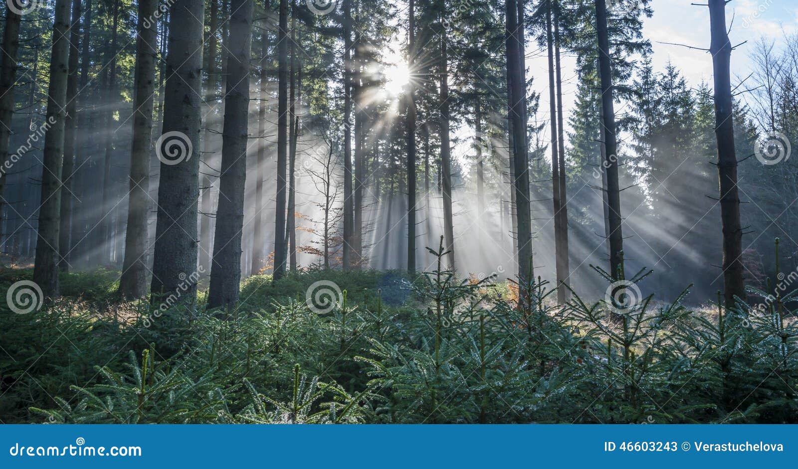 Sun and fog stock image. Image of plant, black, land - 46603243