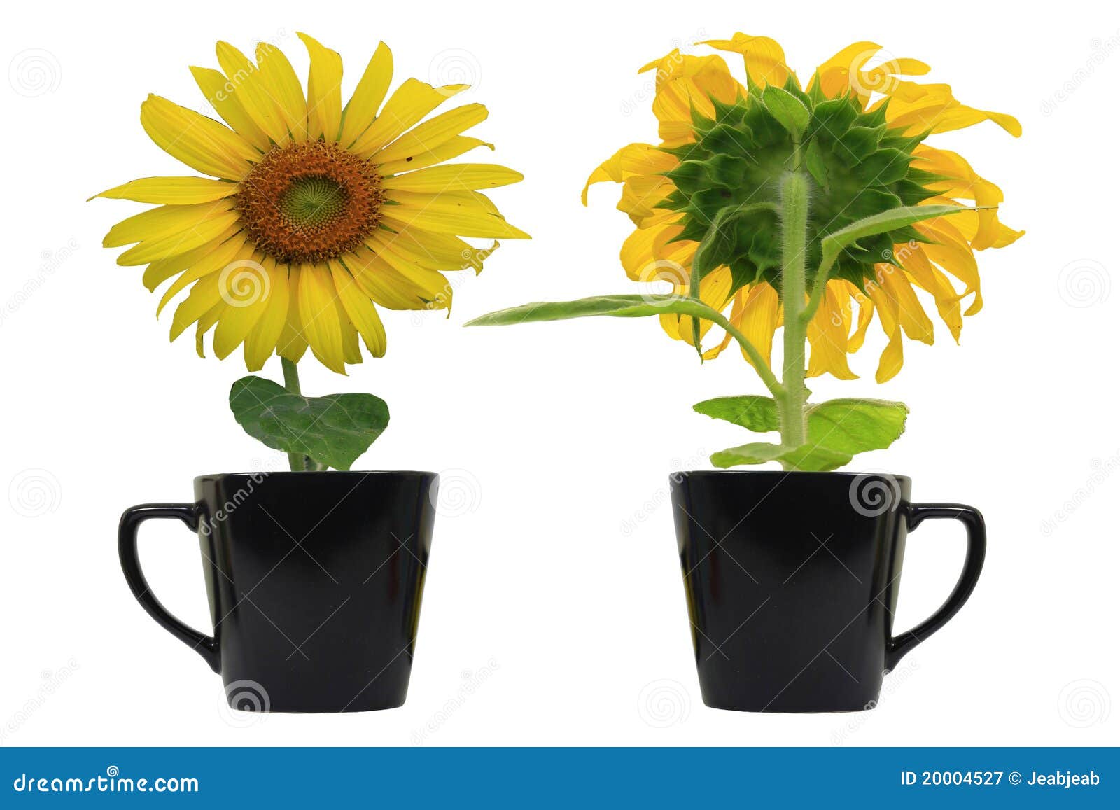 Sun folwer stock image. Image of bright, beautiful, glass - 20004527