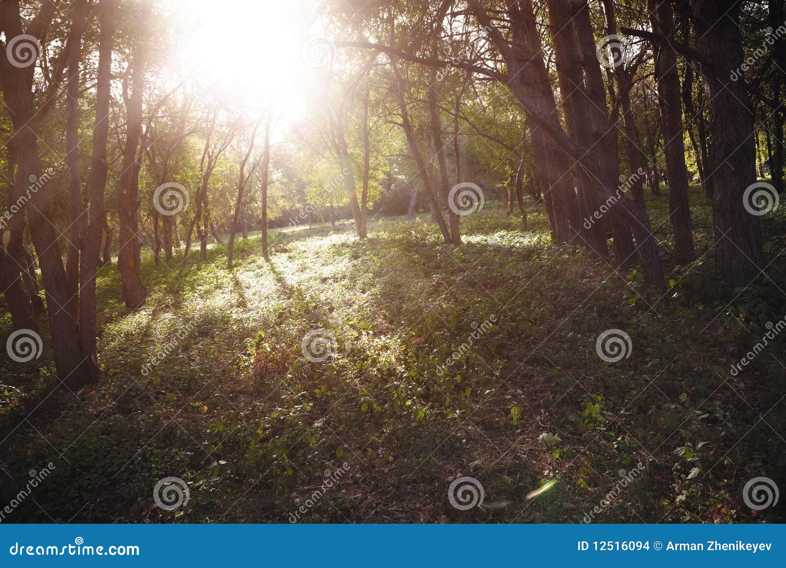Sun in the forest stock photo. Image of freedom, scrub - 12516094