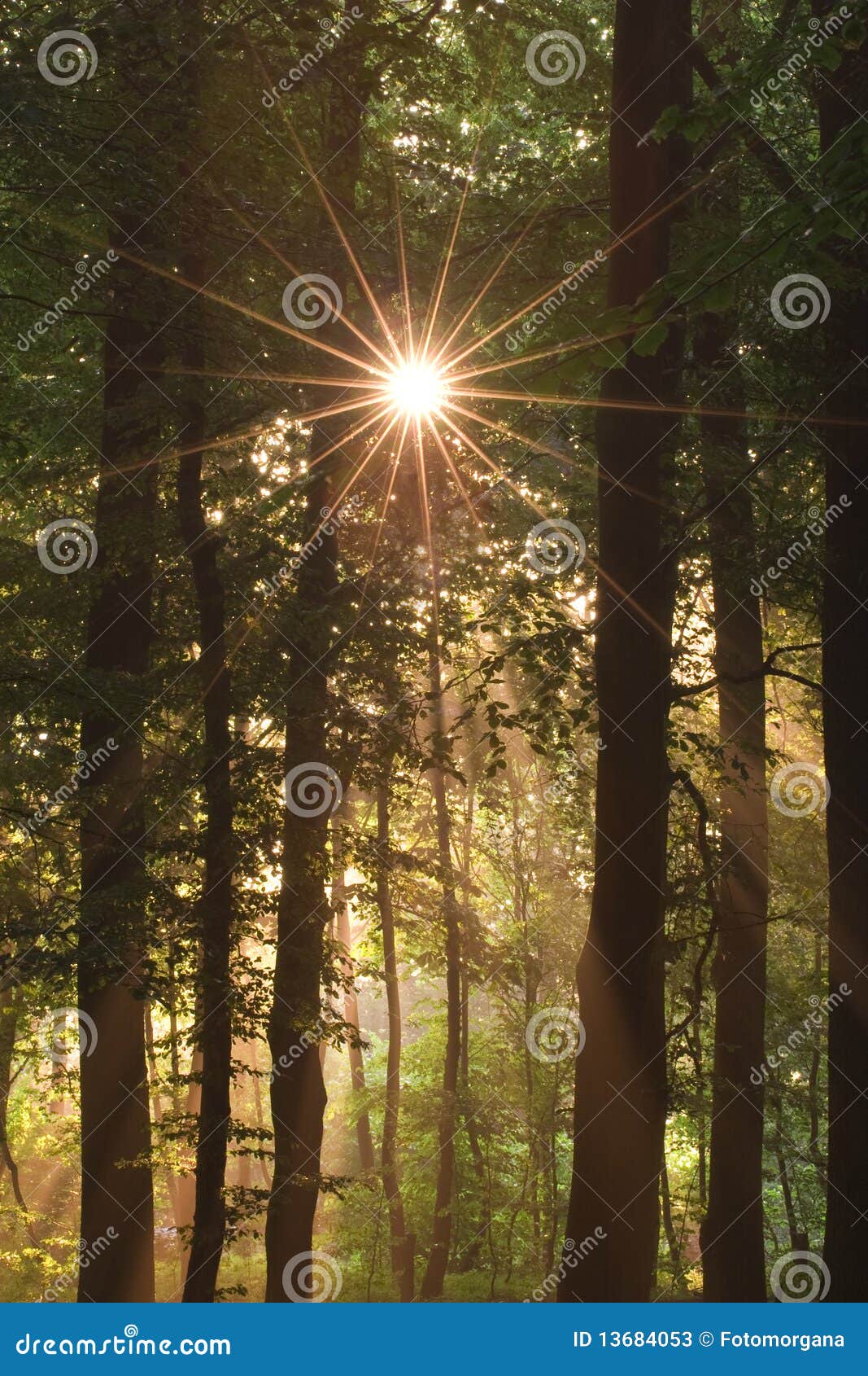 Sun and forest stock image. Image of nature, sunbeams - 13684053